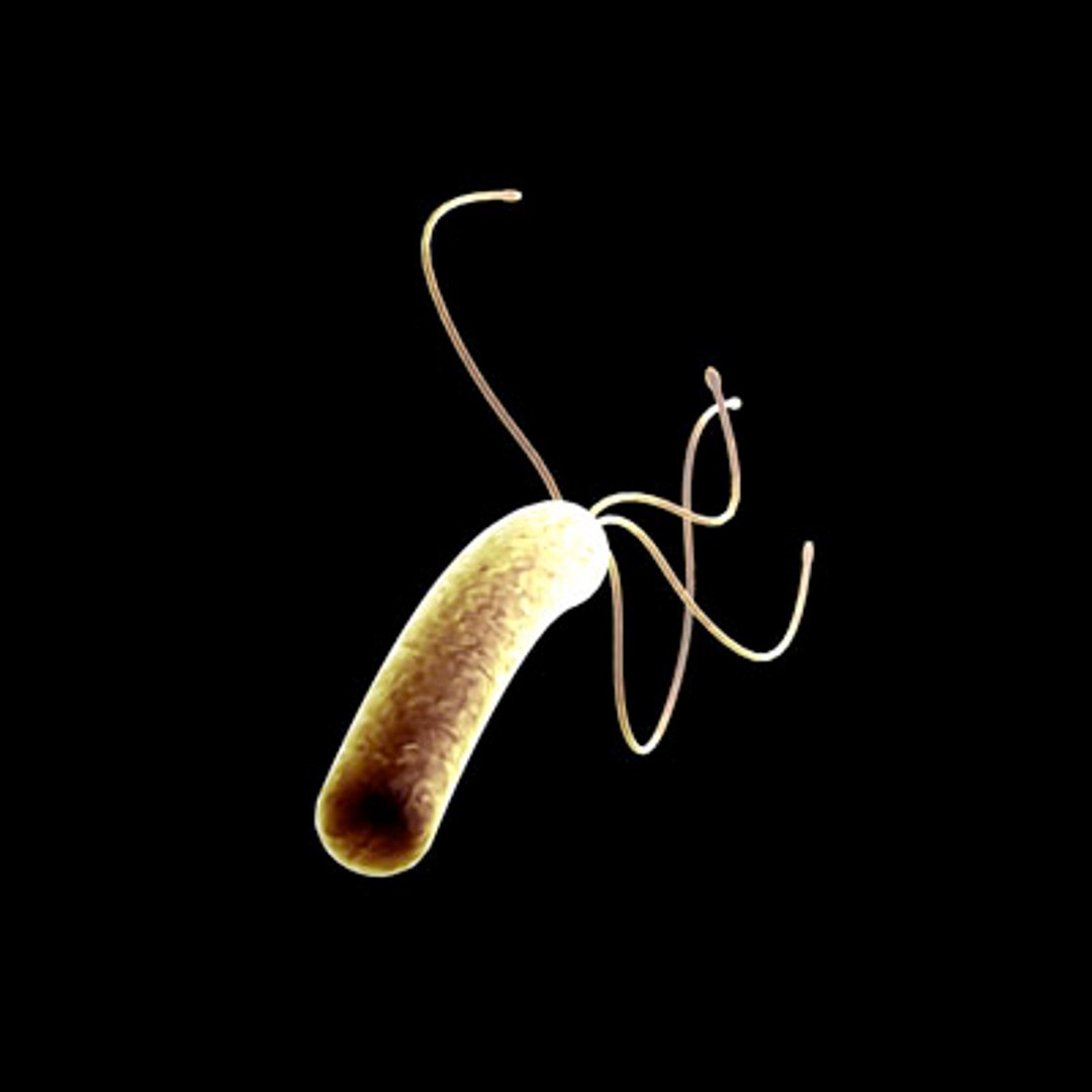 3d Model Helicobacter Pylori