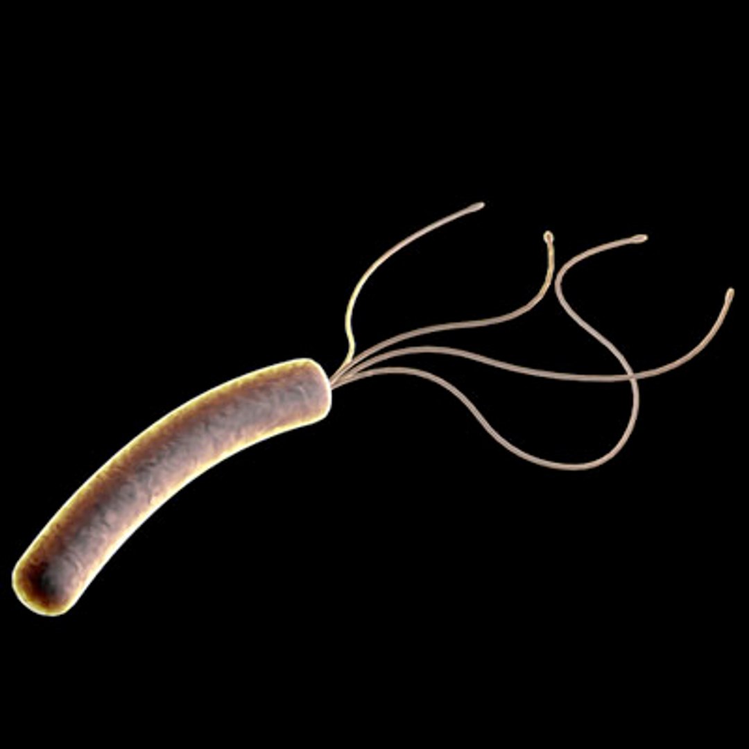 3d Model Helicobacter Pylori