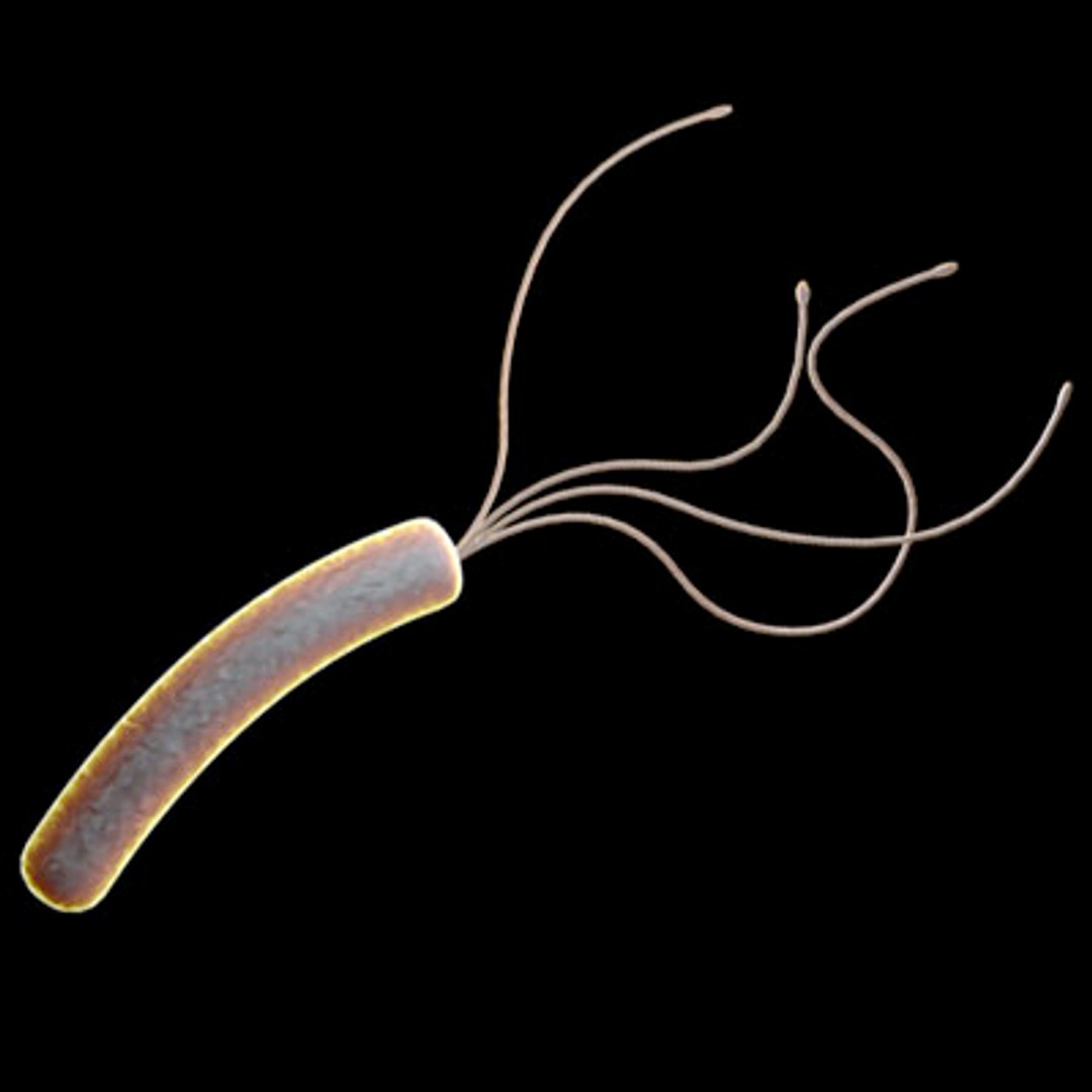 3d Model Helicobacter Pylori