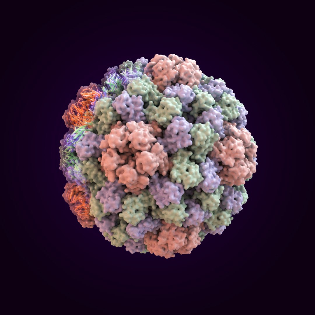 Scientifically accurate structure brome model - TurboSquid 1344751