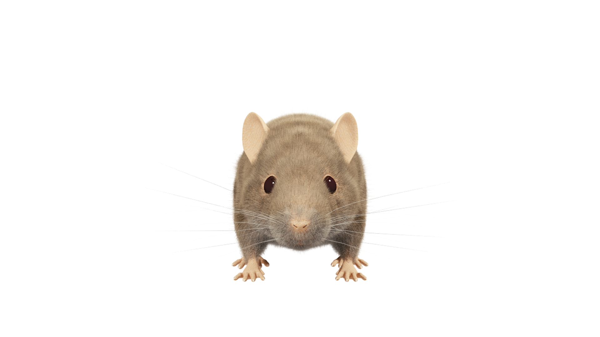 mouse 3d blend