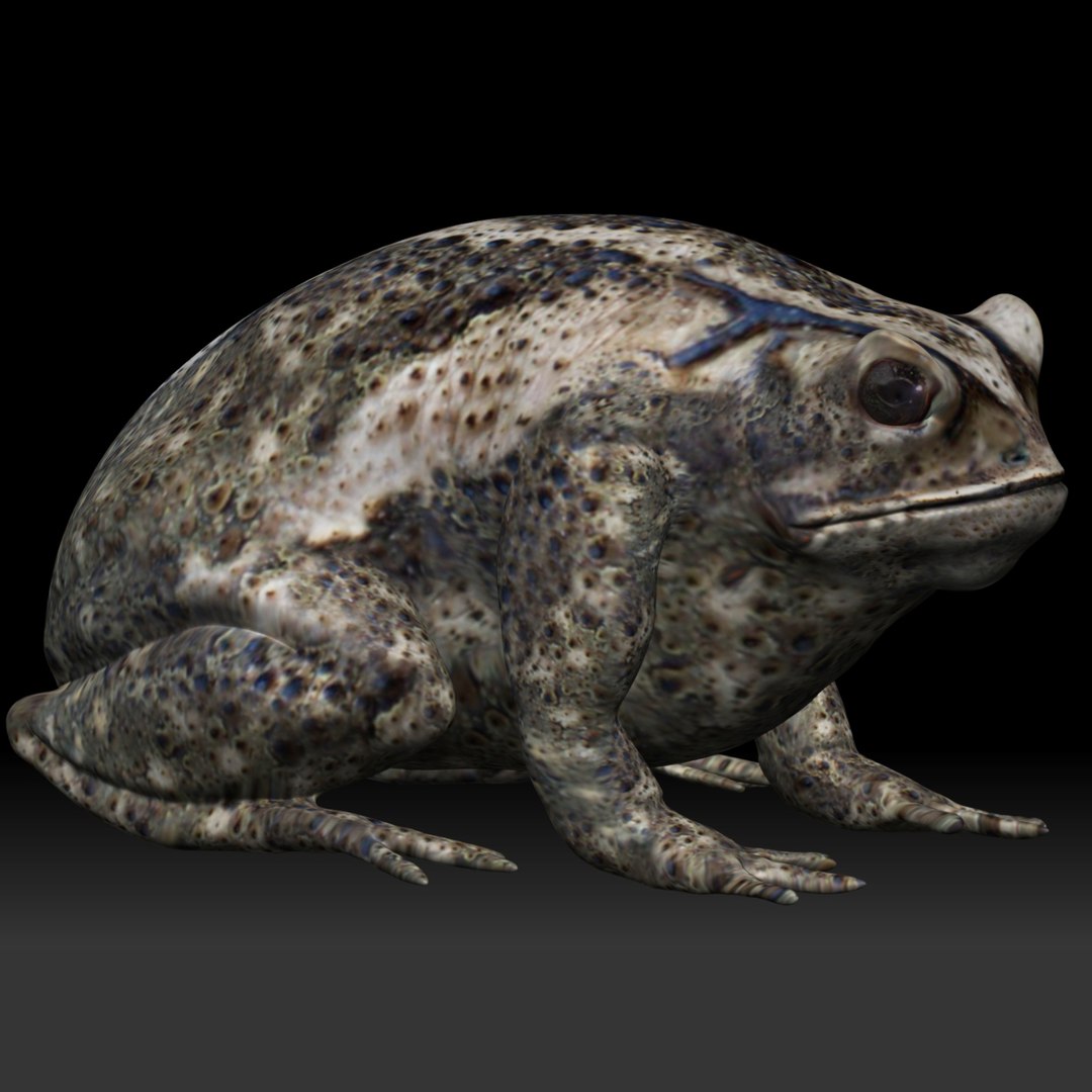 Cane Toad Frog Bullfrog Model - TurboSquid 1733581