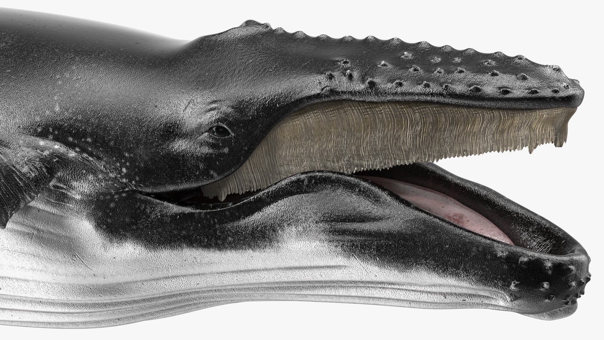 3D Humpback Whale Realistic - TurboSquid 2272713