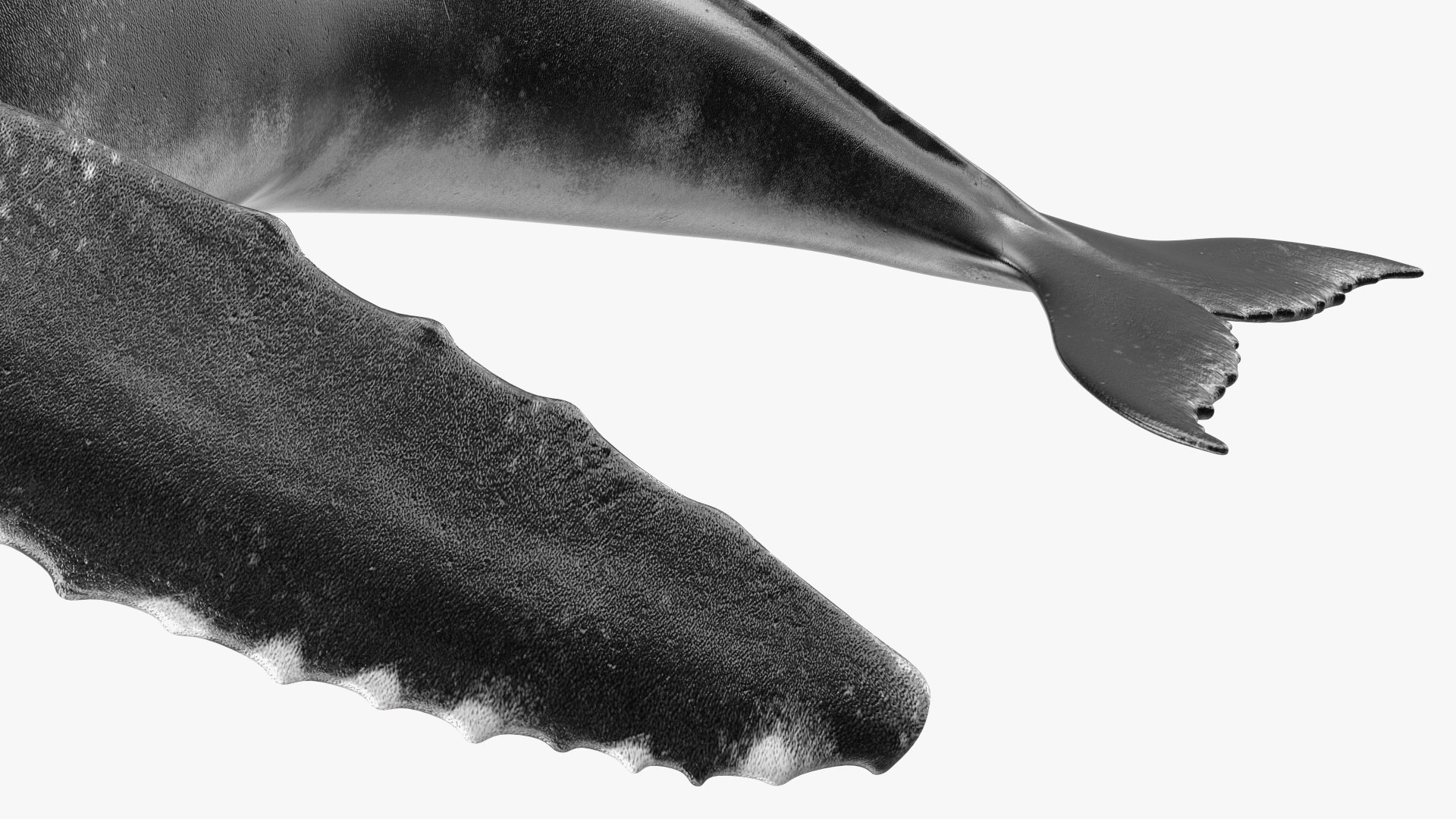 3D Humpback Whale Realistic - TurboSquid 2272713