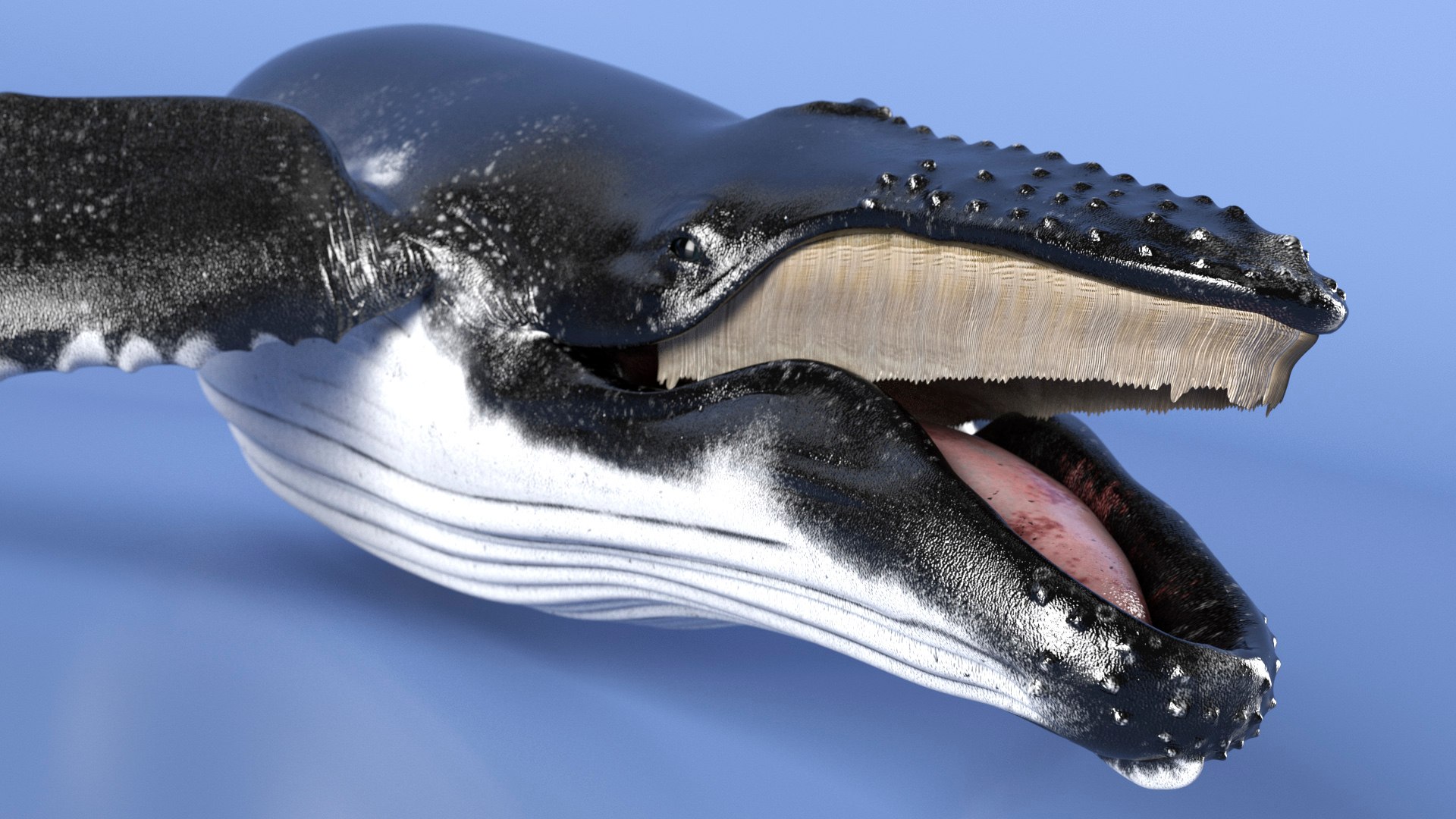 3D Humpback Whale Realistic - TurboSquid 2272713