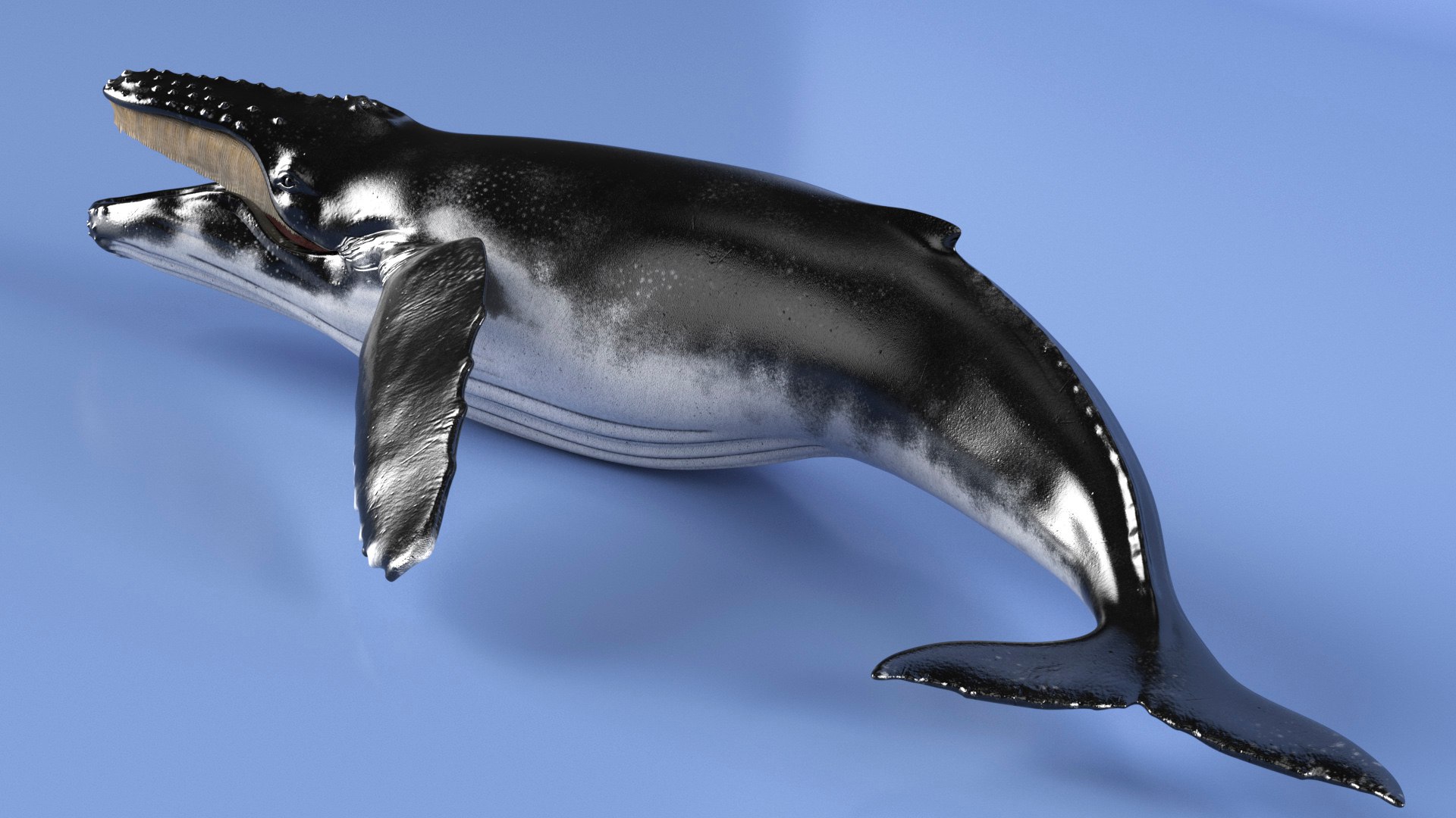 3D Humpback Whale Realistic - TurboSquid 2272713
