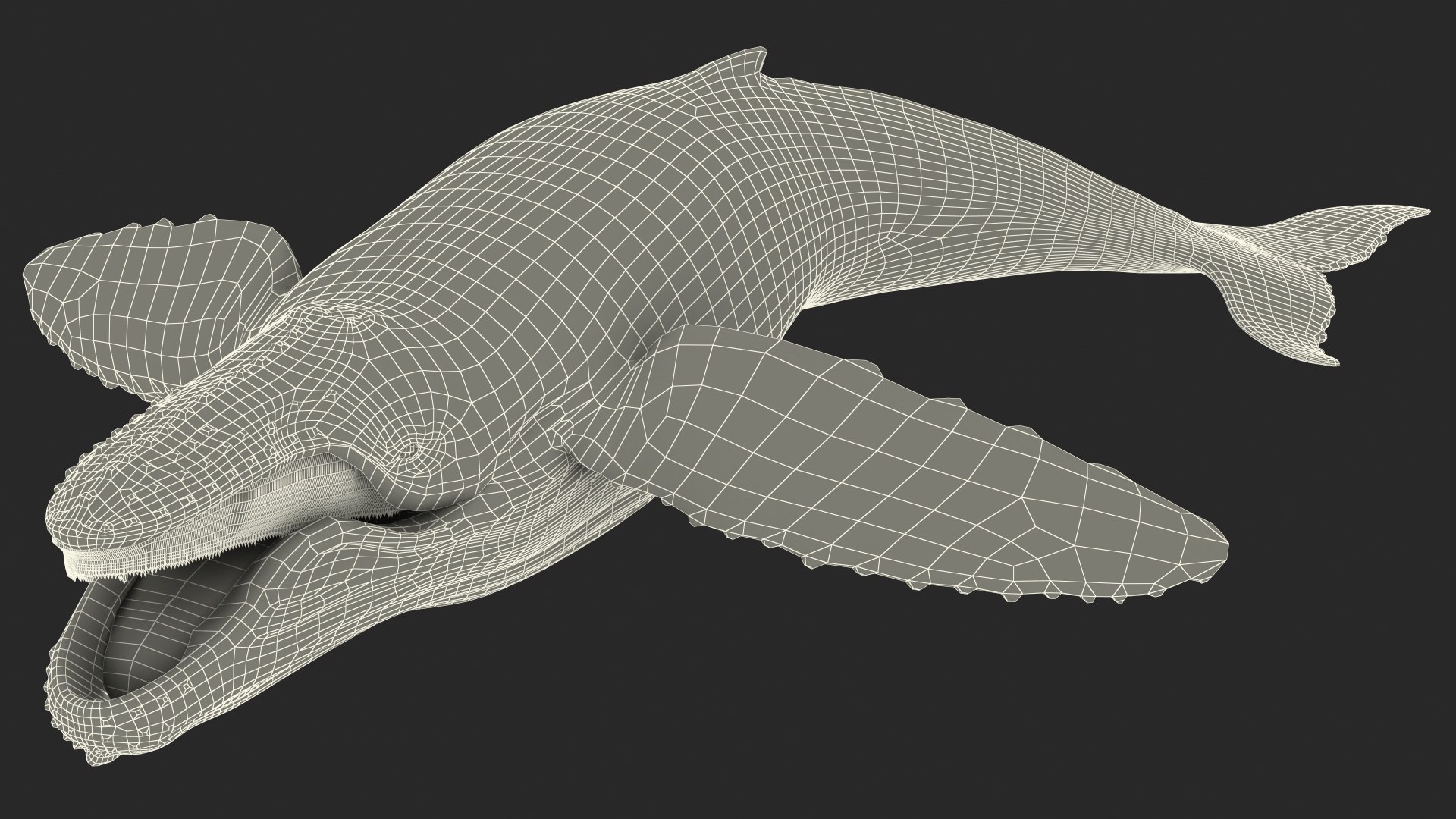 3D Humpback Whale Realistic - TurboSquid 2272713