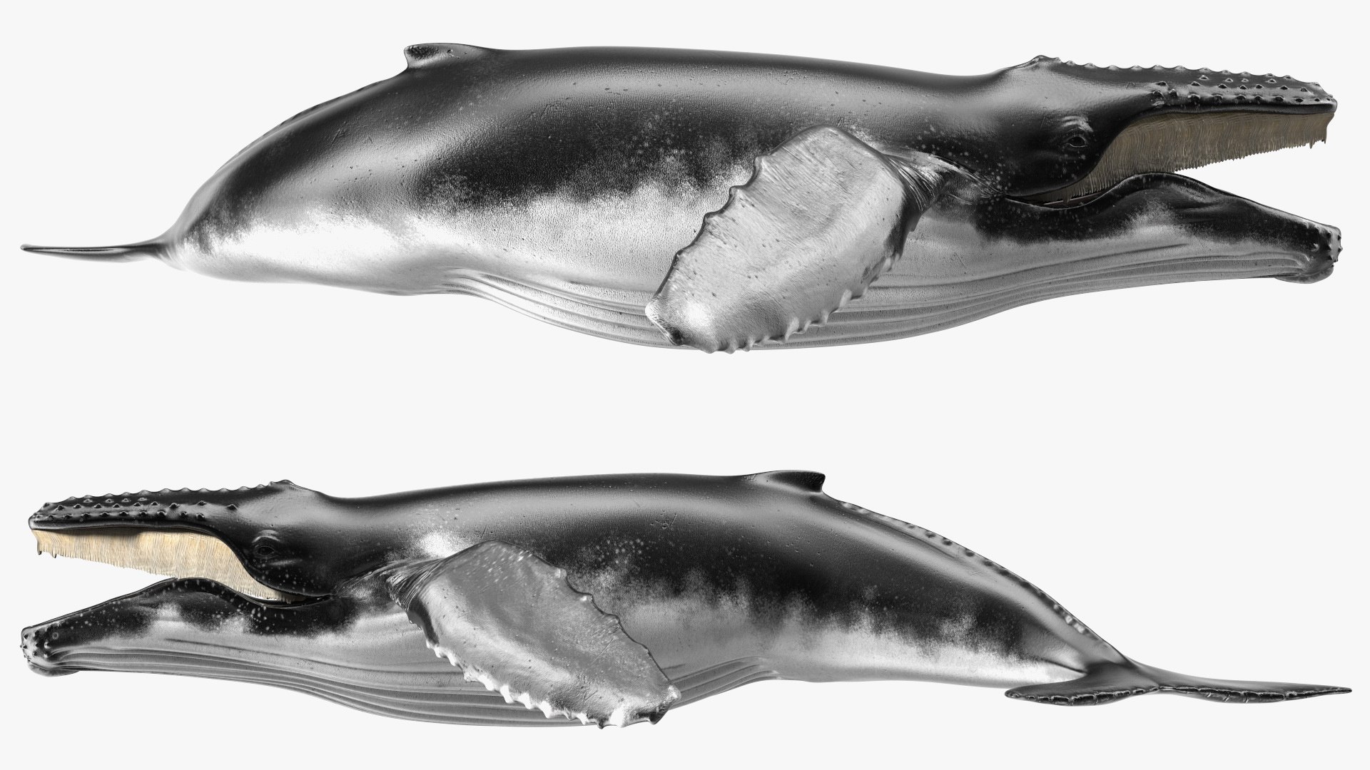 3D Humpback Whale Realistic - TurboSquid 2272713