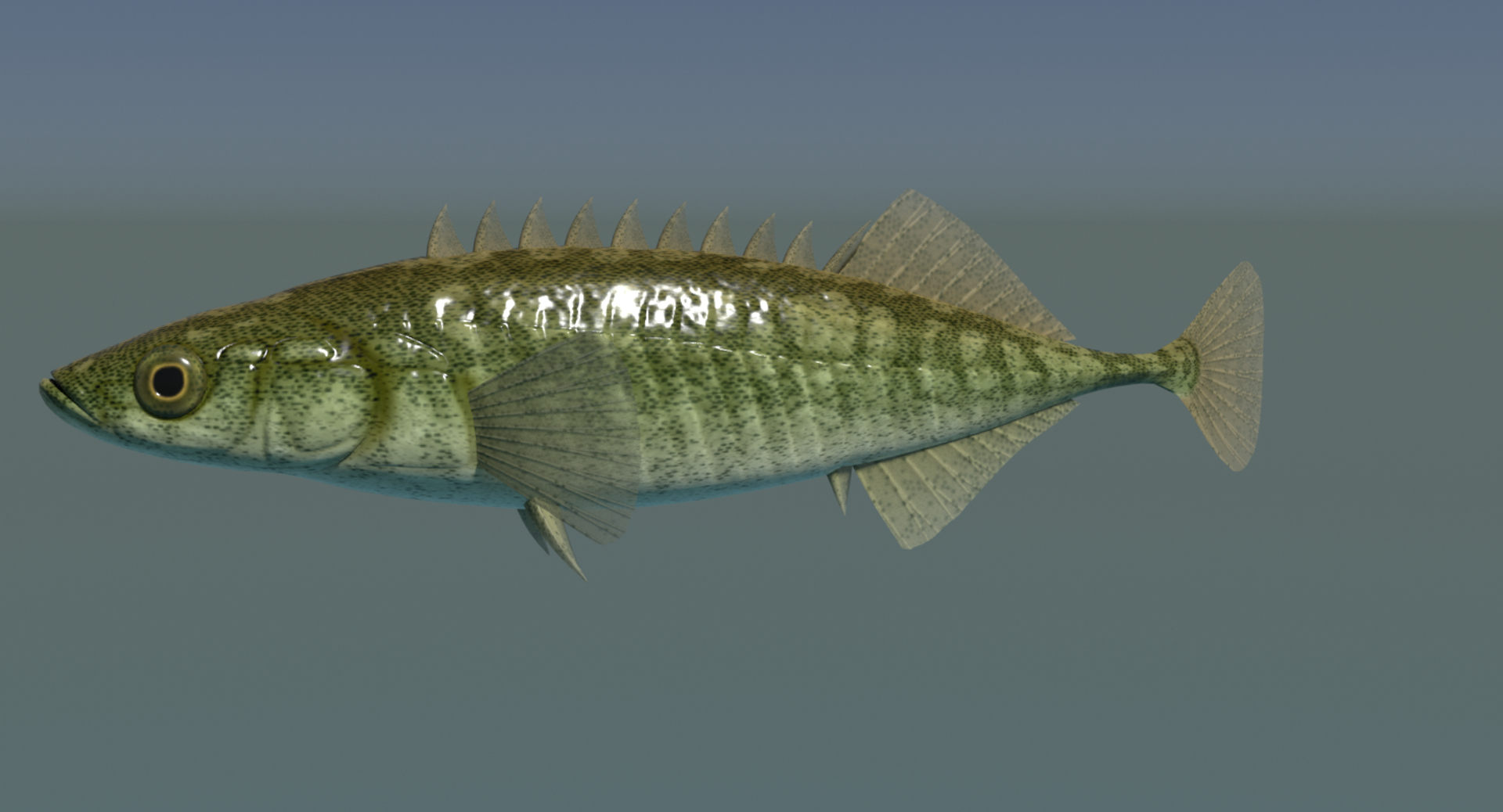 Poser Ninespine Stickleback Tomiyo