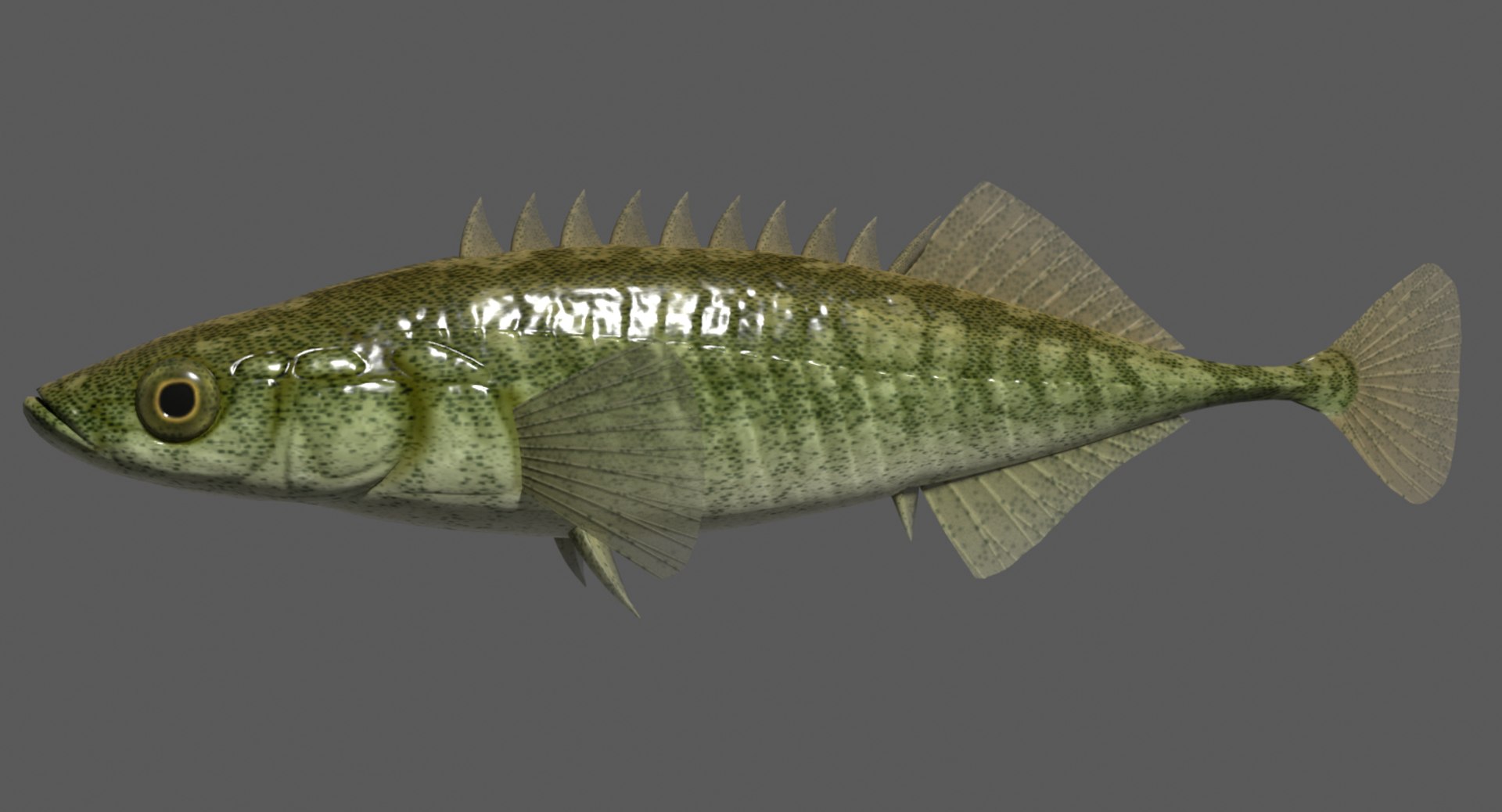 Poser Ninespine Stickleback Tomiyo