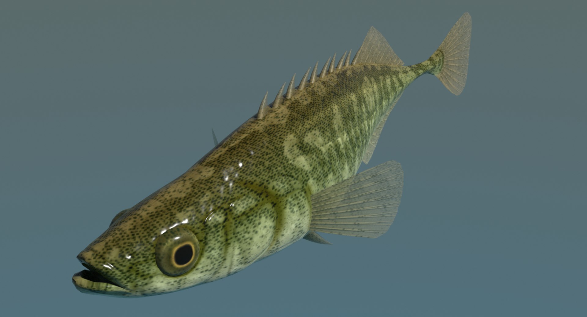 Poser Ninespine Stickleback Tomiyo