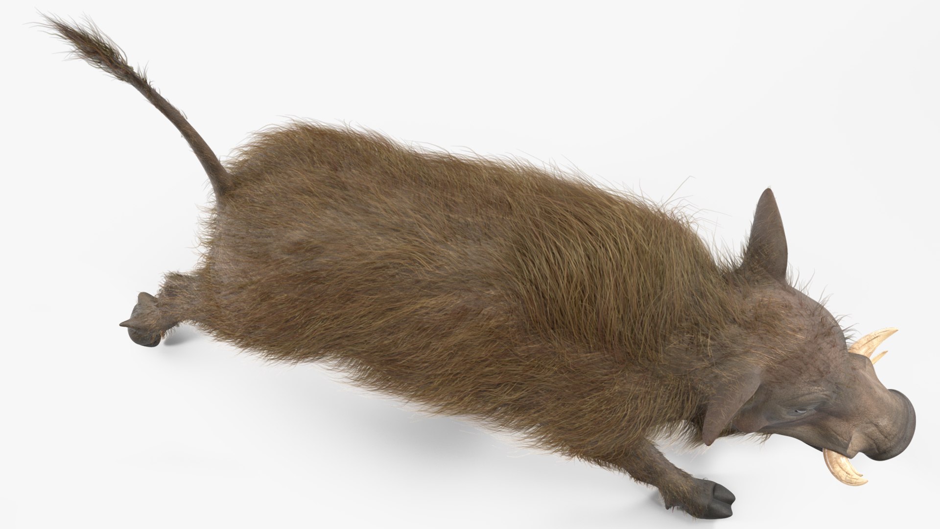 3D African Boar Walking Pose Fur - TurboSquid 2214570