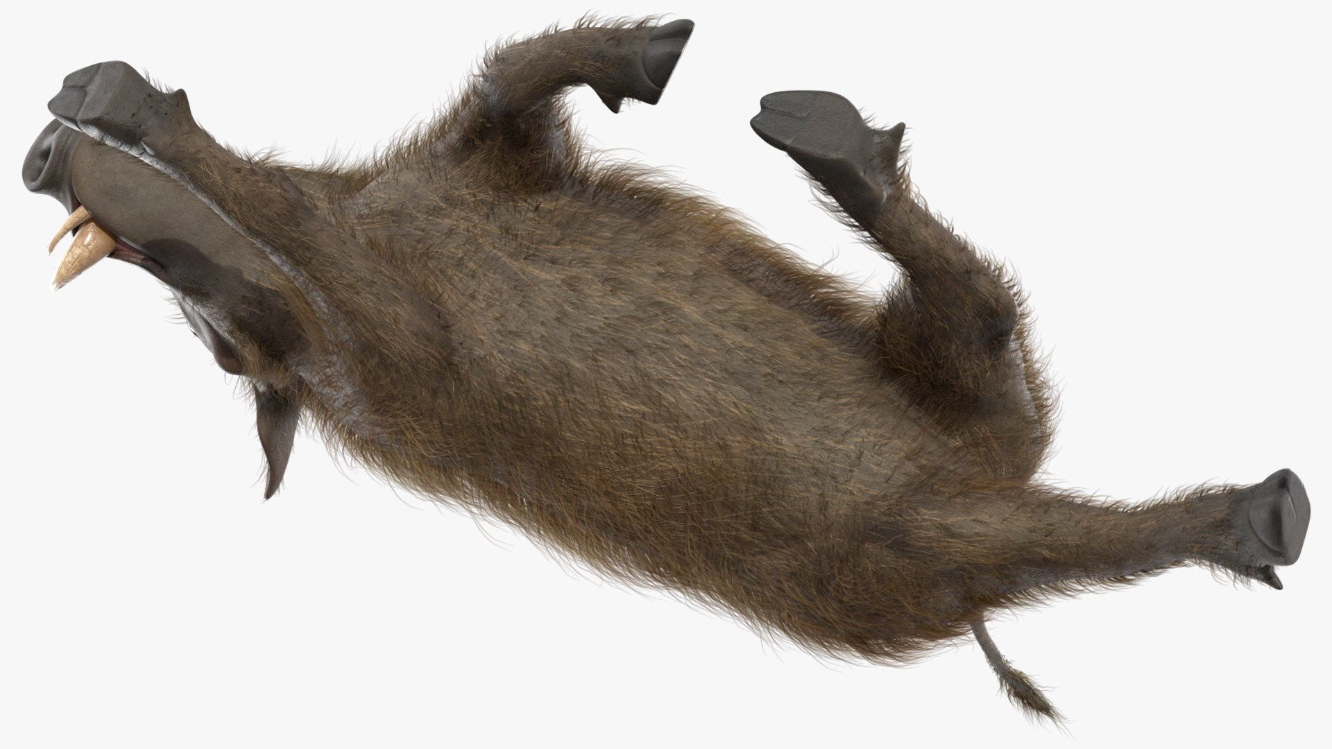 3D African Boar Walking Pose Fur - TurboSquid 2214570