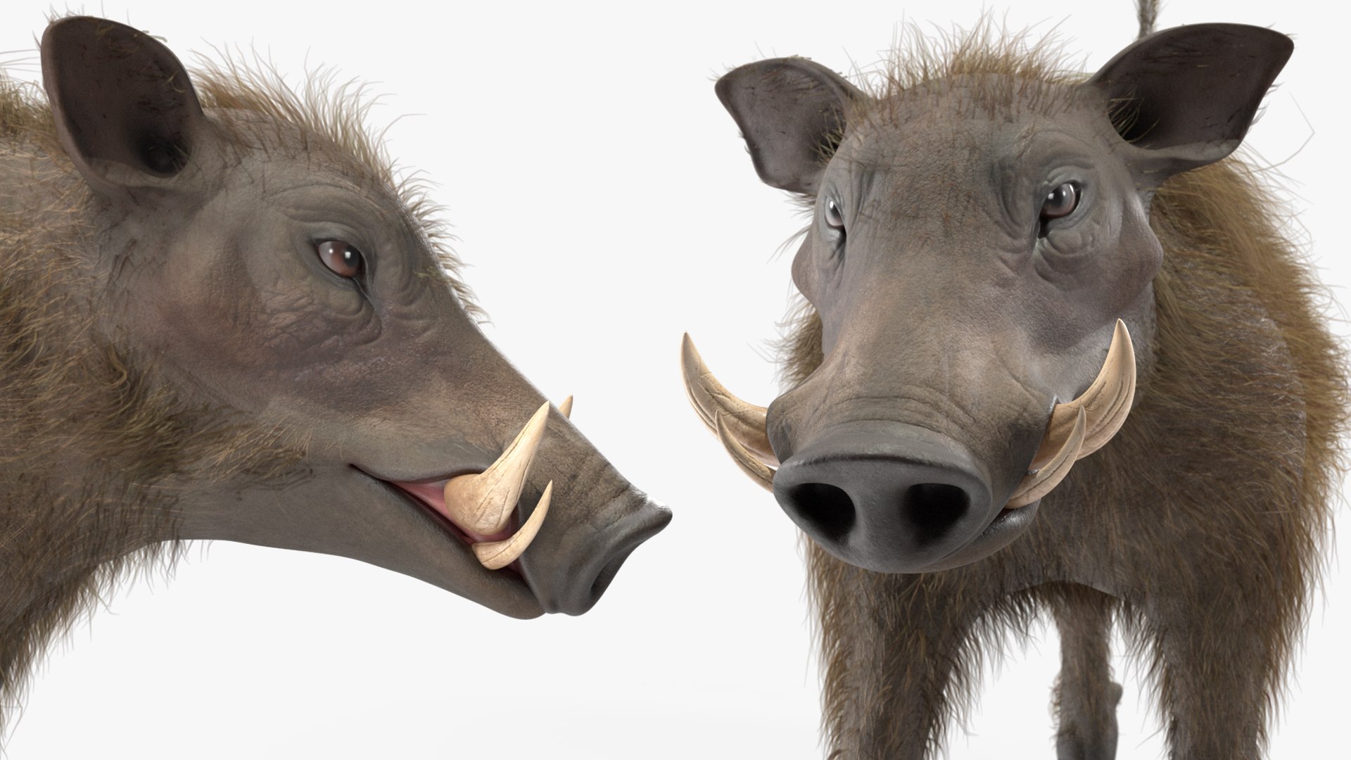 3D African Boar Walking Pose Fur - TurboSquid 2214570