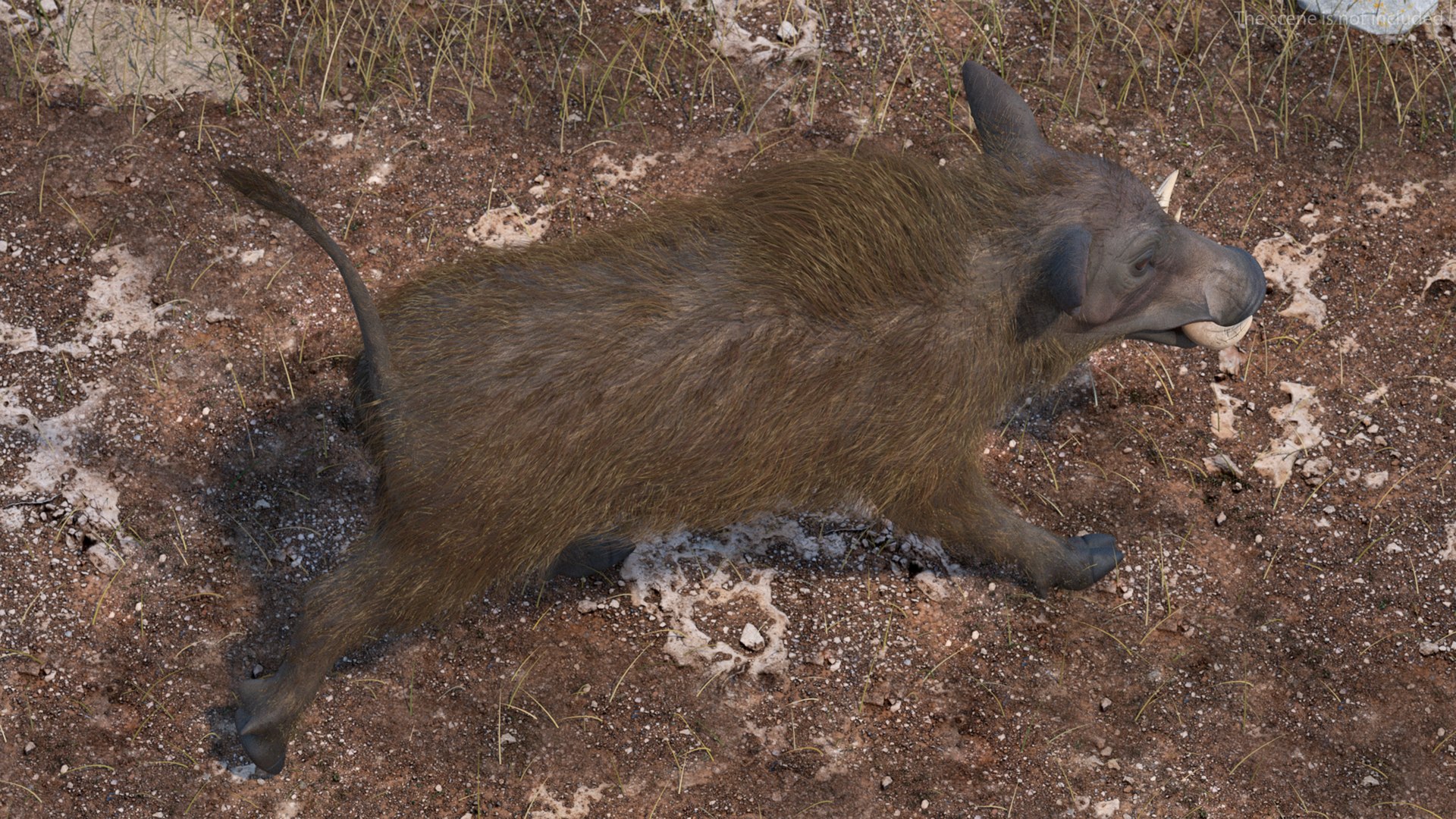 3D African Boar Walking Pose Fur - TurboSquid 2214570