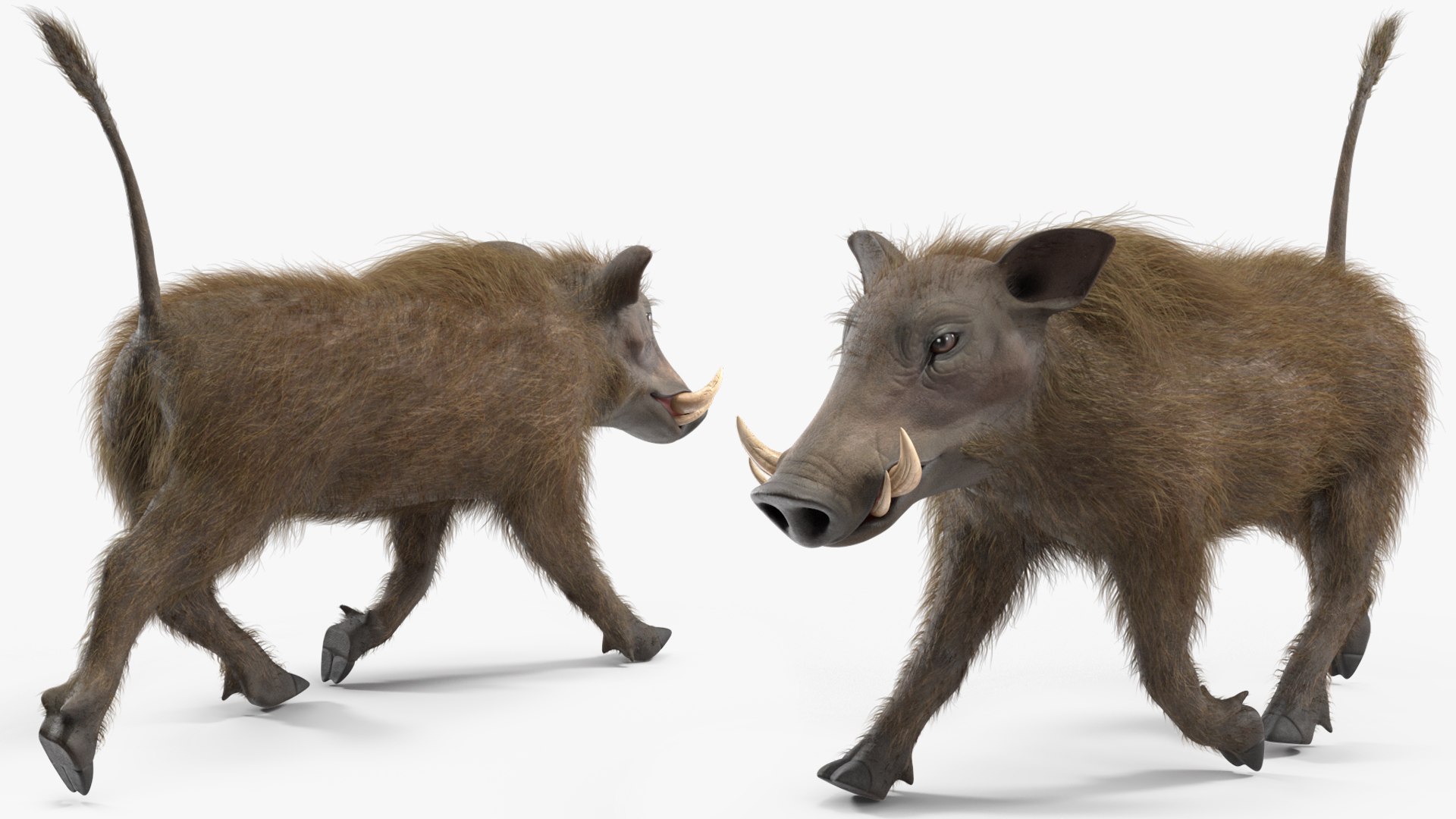 3D African Boar Walking Pose Fur - TurboSquid 2214570
