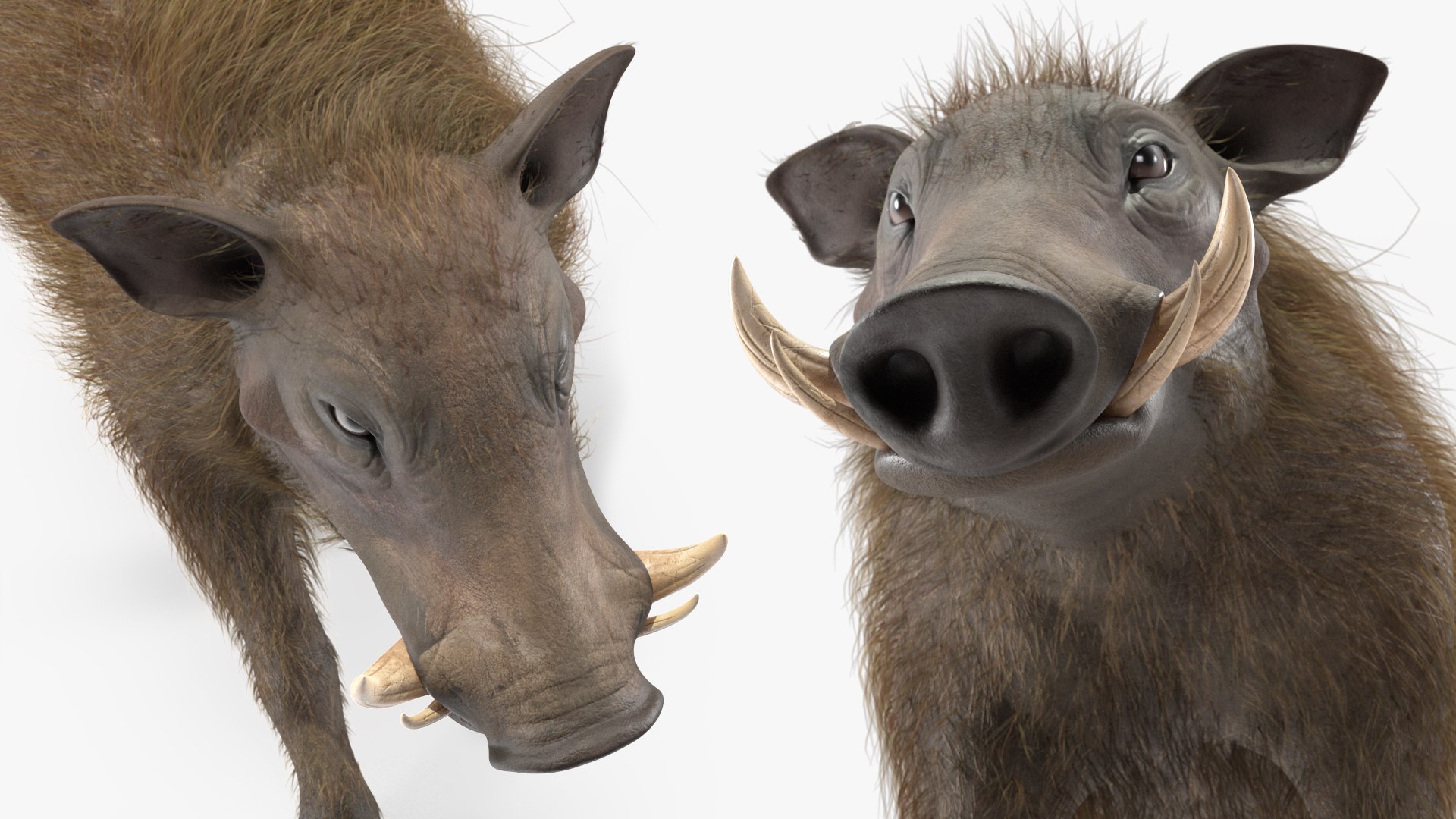 3D African Boar Walking Pose Fur - TurboSquid 2214570