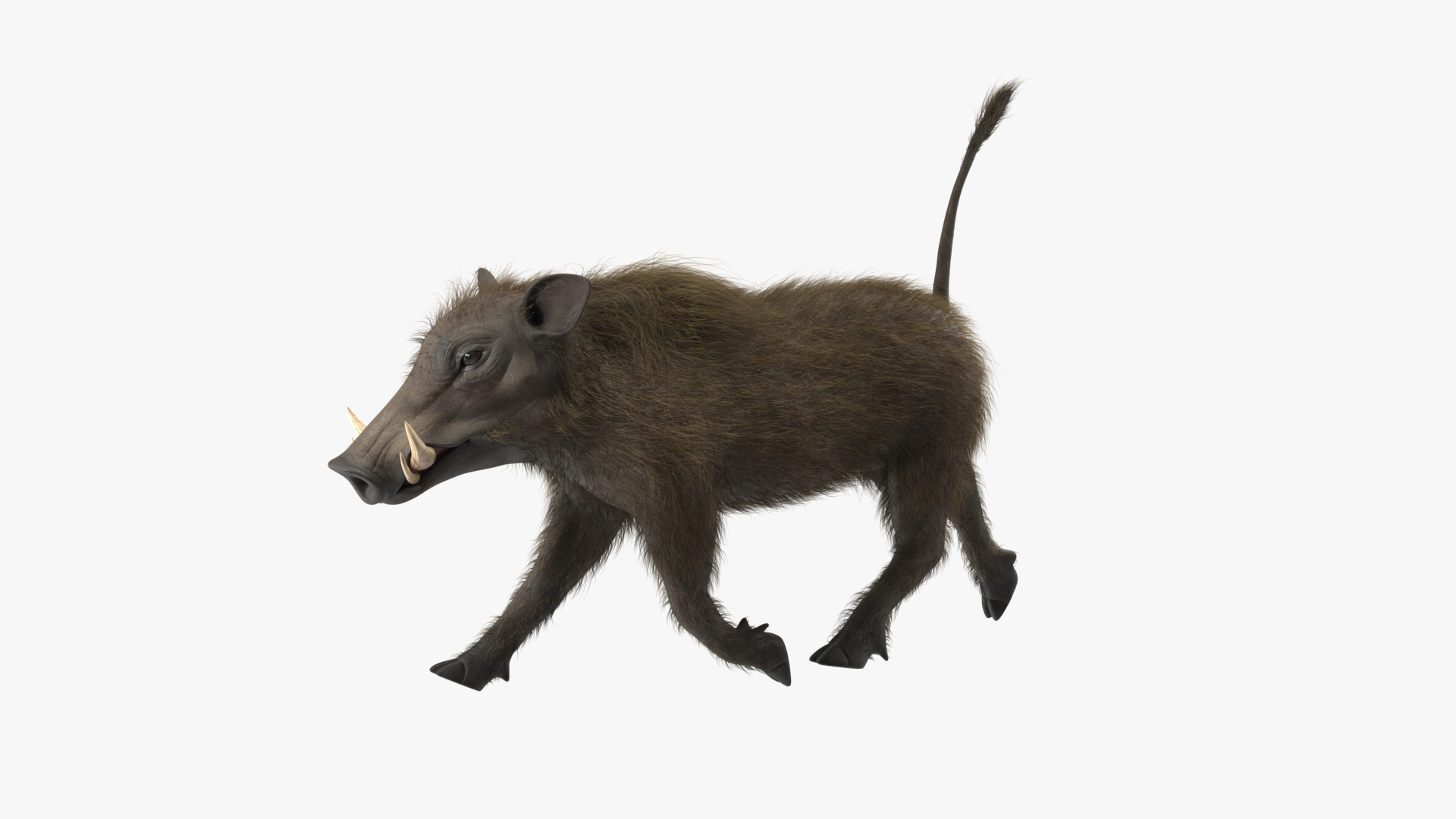 3D African Boar Walking Pose Fur - TurboSquid 2214570