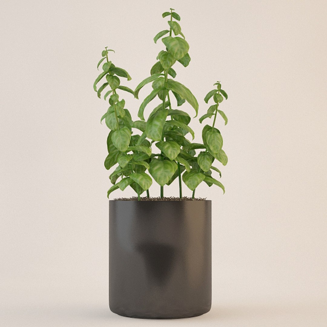 3d Model Photorealistic Basil Plant Realistic