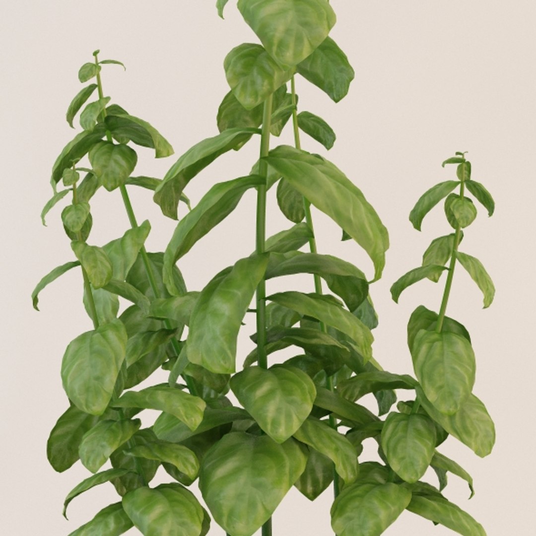 3d Model Photorealistic Basil Plant Realistic