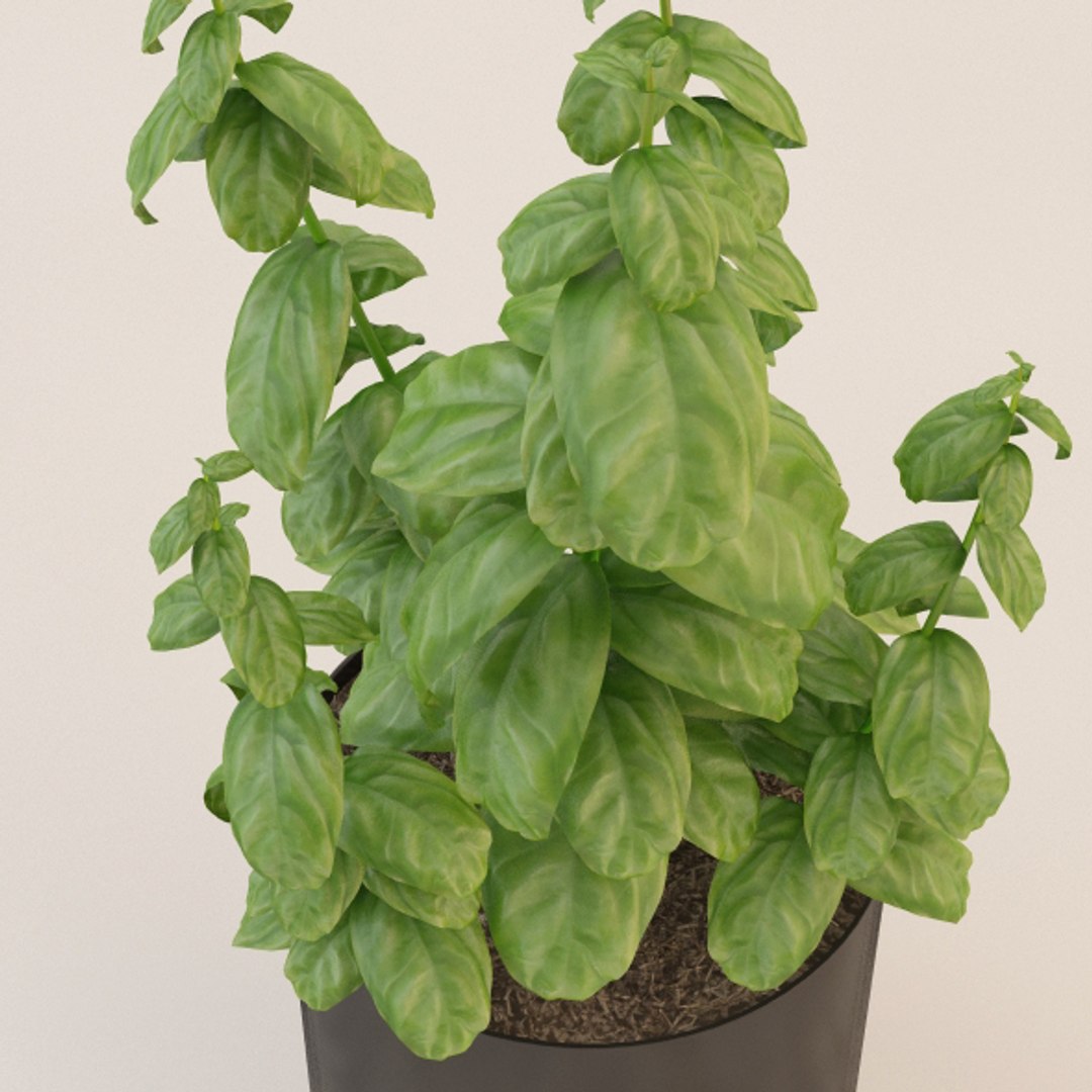 3d Model Photorealistic Basil Plant Realistic