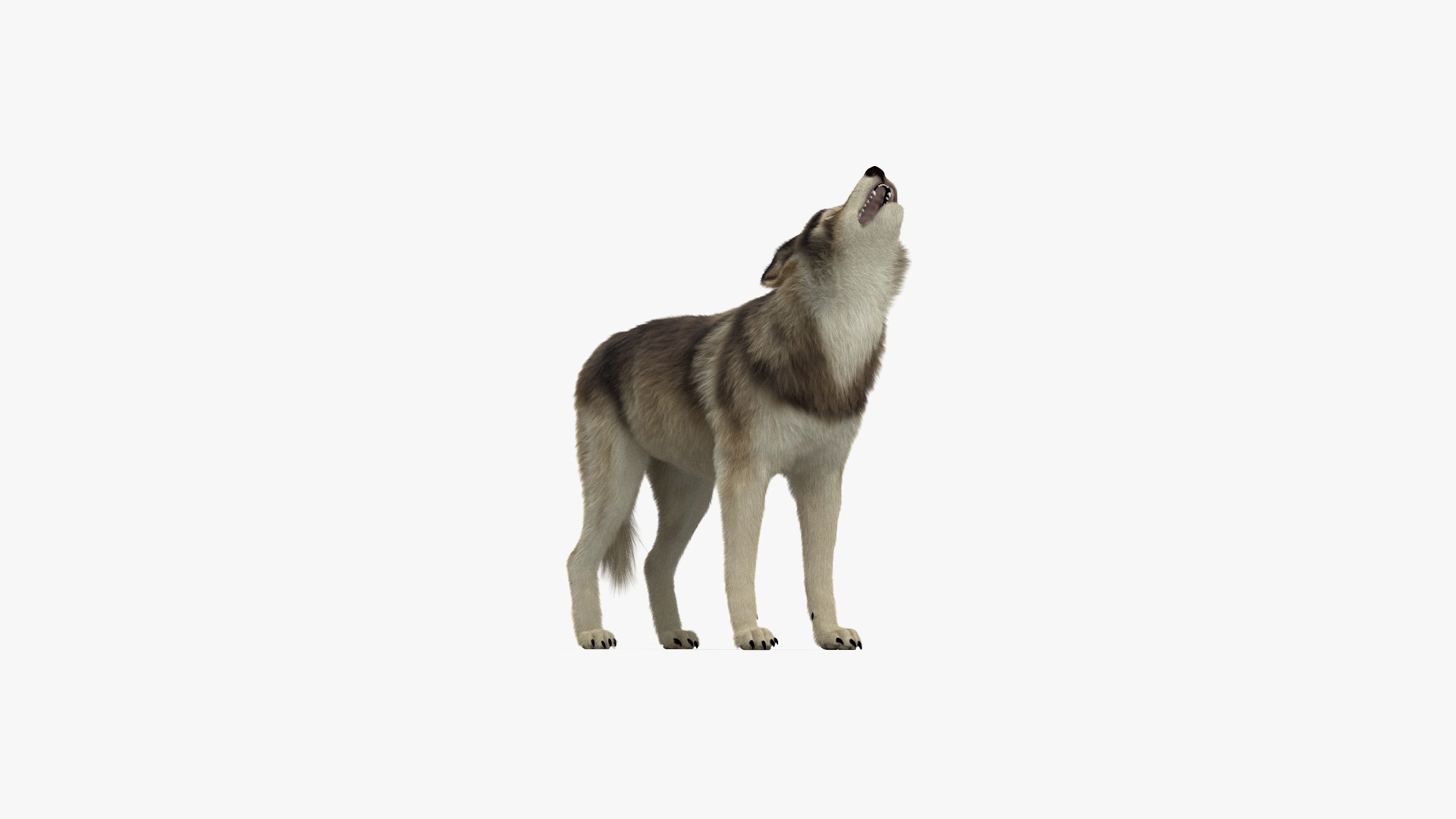 3D Howling Wolf Model - TurboSquid 2070951