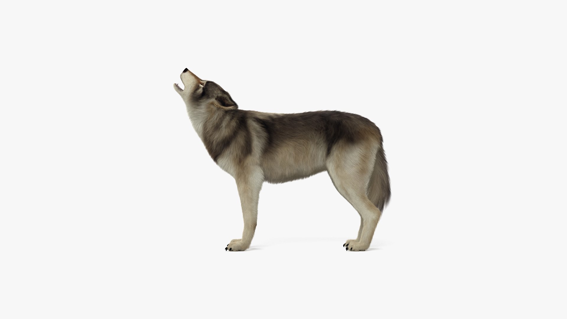 3D Howling Wolf Model - TurboSquid 2070951