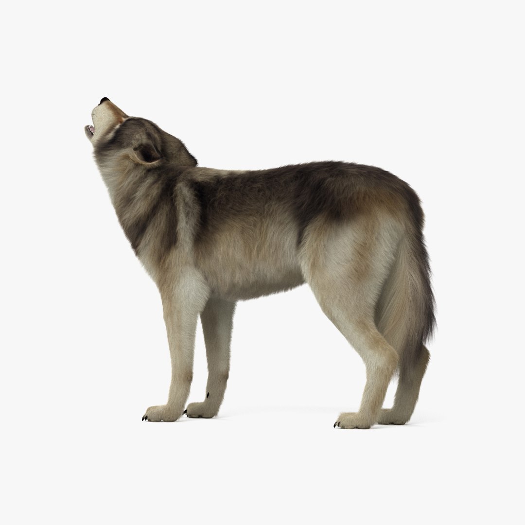 3D Howling Wolf Model - TurboSquid 2070951