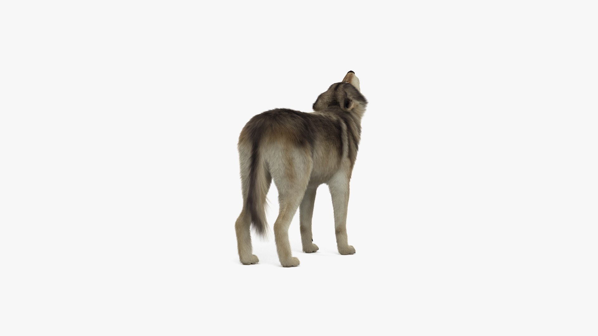 3D Howling Wolf Model - TurboSquid 2070951