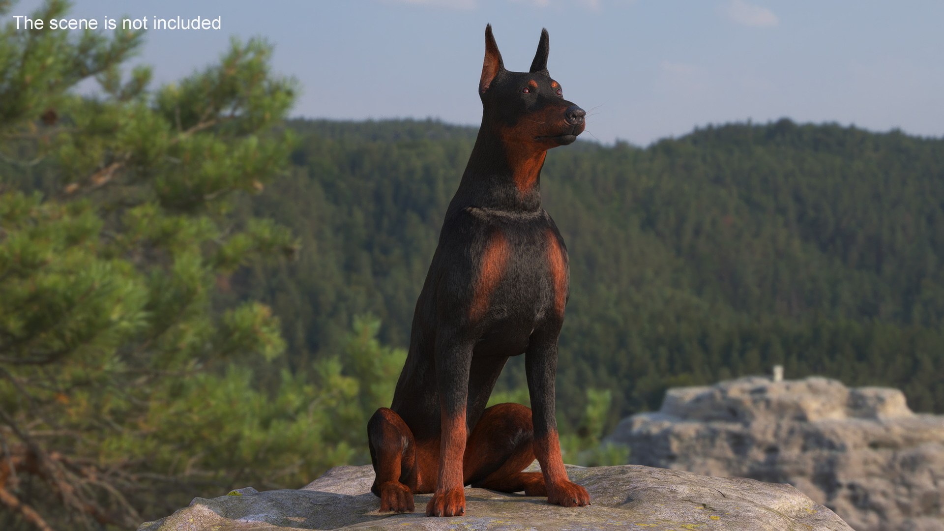 Doberman Pinscher Sits Fur 3D Model - TurboSquid 2332641
