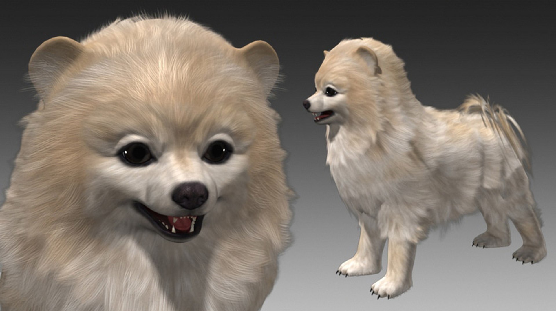 pomeranian dog ma