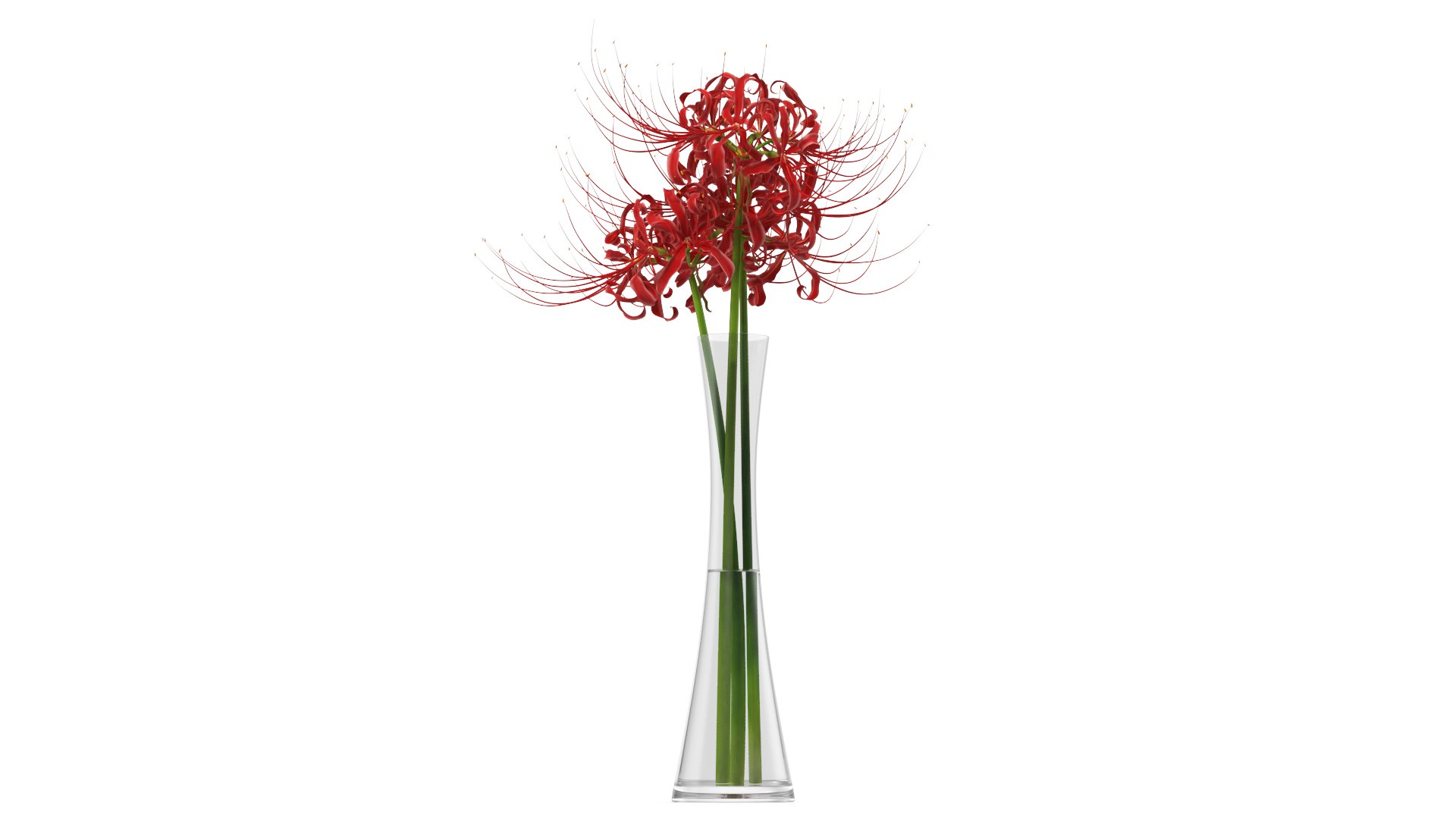 3D Bouquet Of Spider Lilies In Glass Vase Model - TurboSquid 2045810