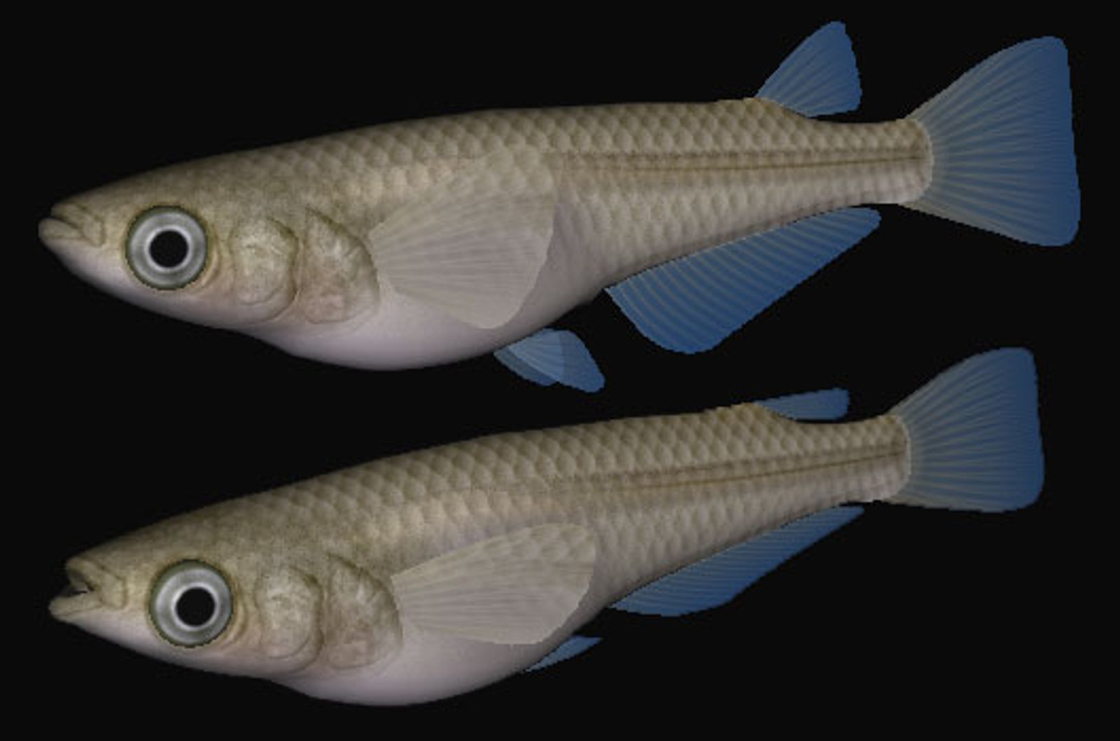 Japanese Rice Fish Swimming 3ds