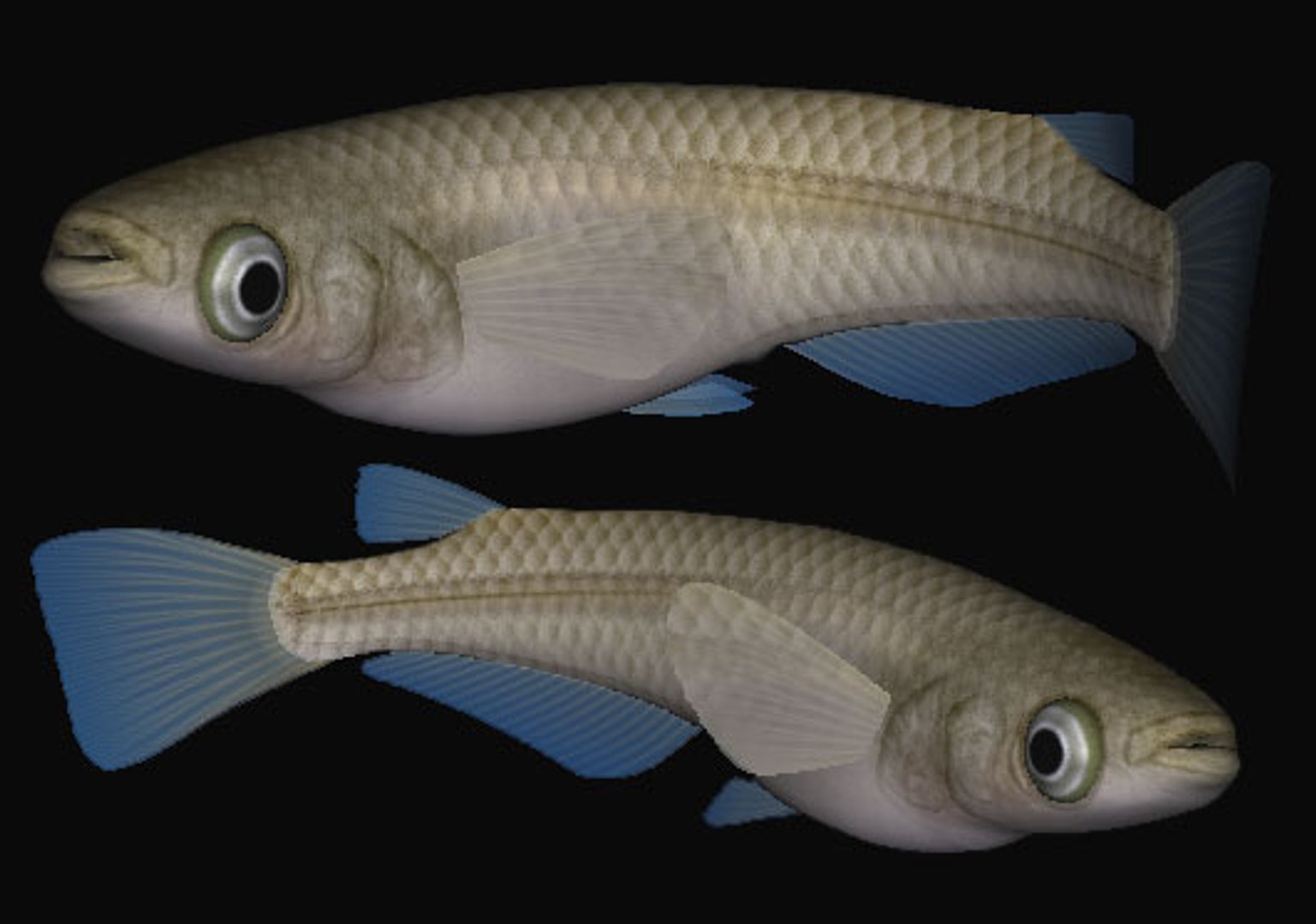 Japanese Rice Fish Swimming 3ds