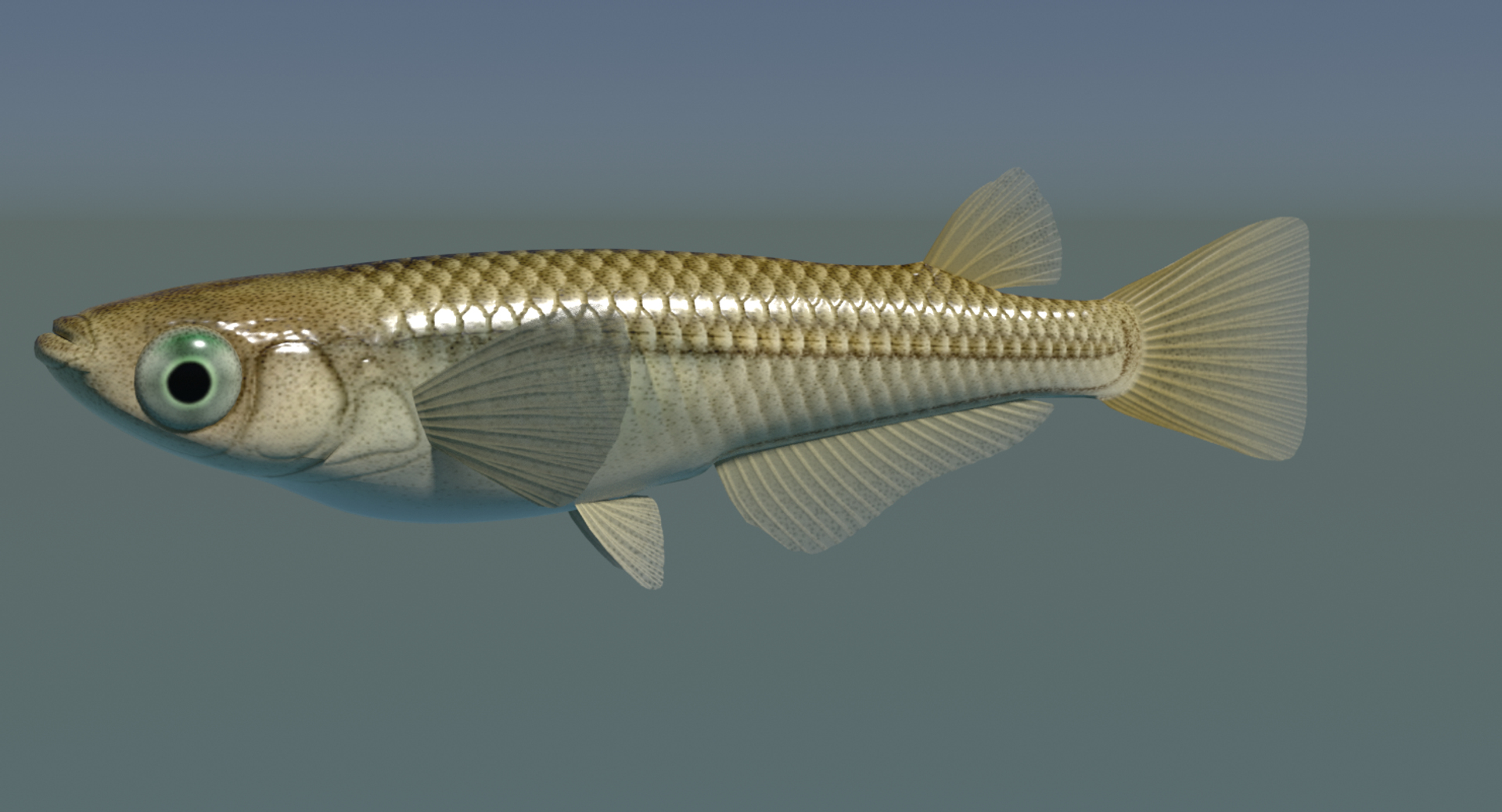 Japanese Rice Fish Swimming 3ds