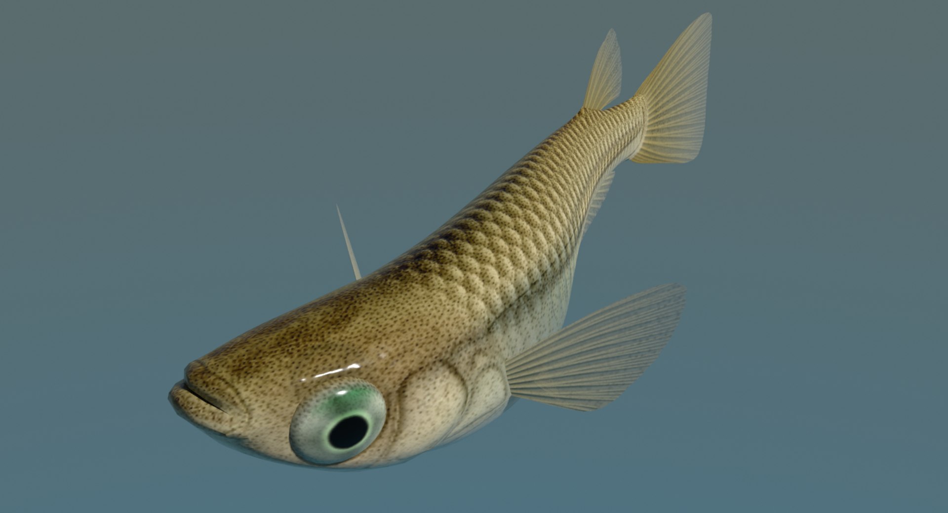 Japanese Rice Fish Swimming 3ds