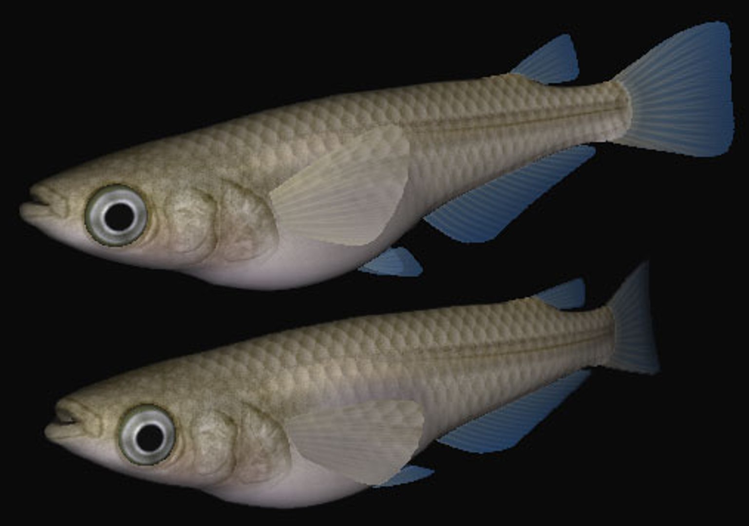 Japanese Rice Fish Swimming 3ds