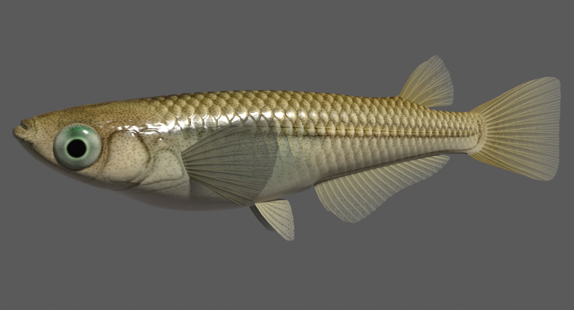 Japanese Rice Fish Swimming 3ds