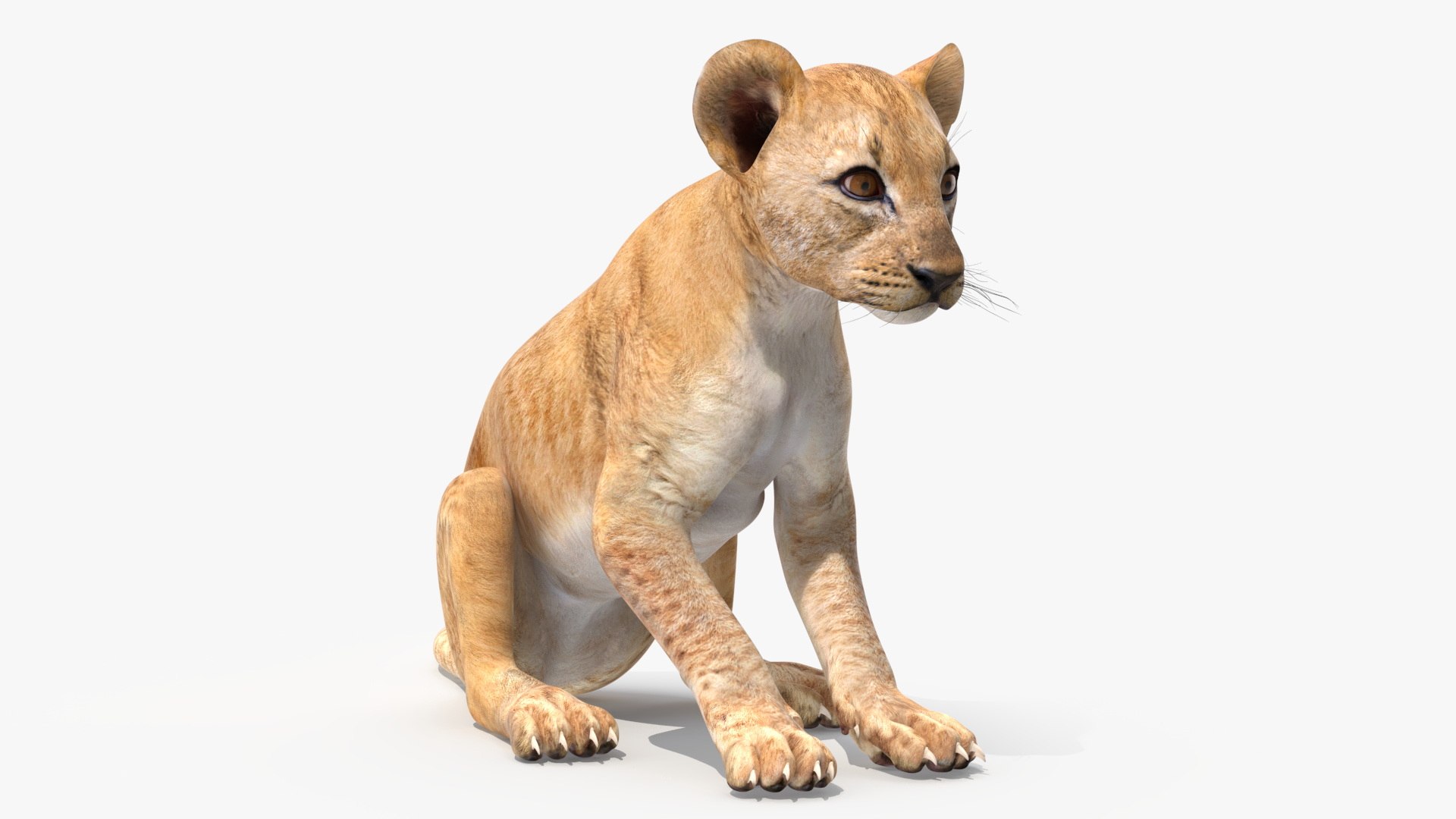 3D Lion Cub Sitting Model - TurboSquid 2335584