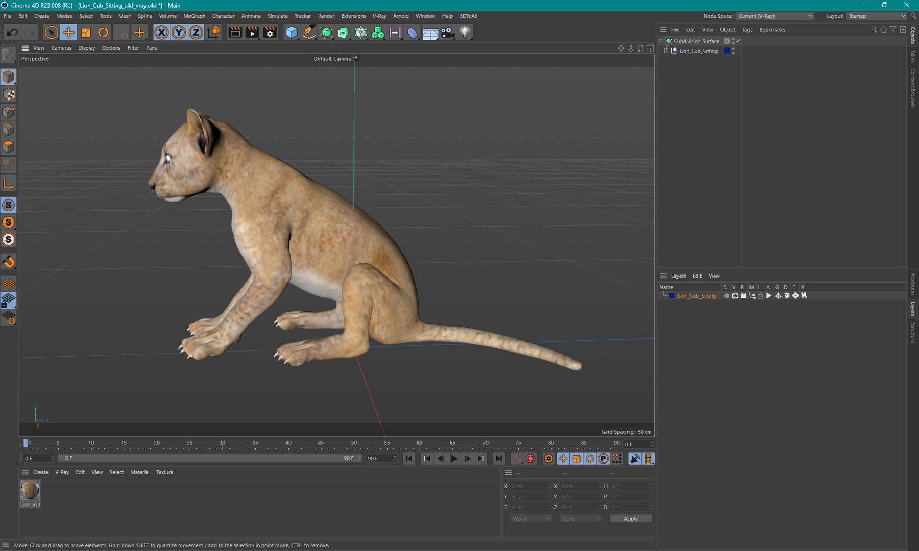 3D Lion Cub Sitting Model - TurboSquid 2335584