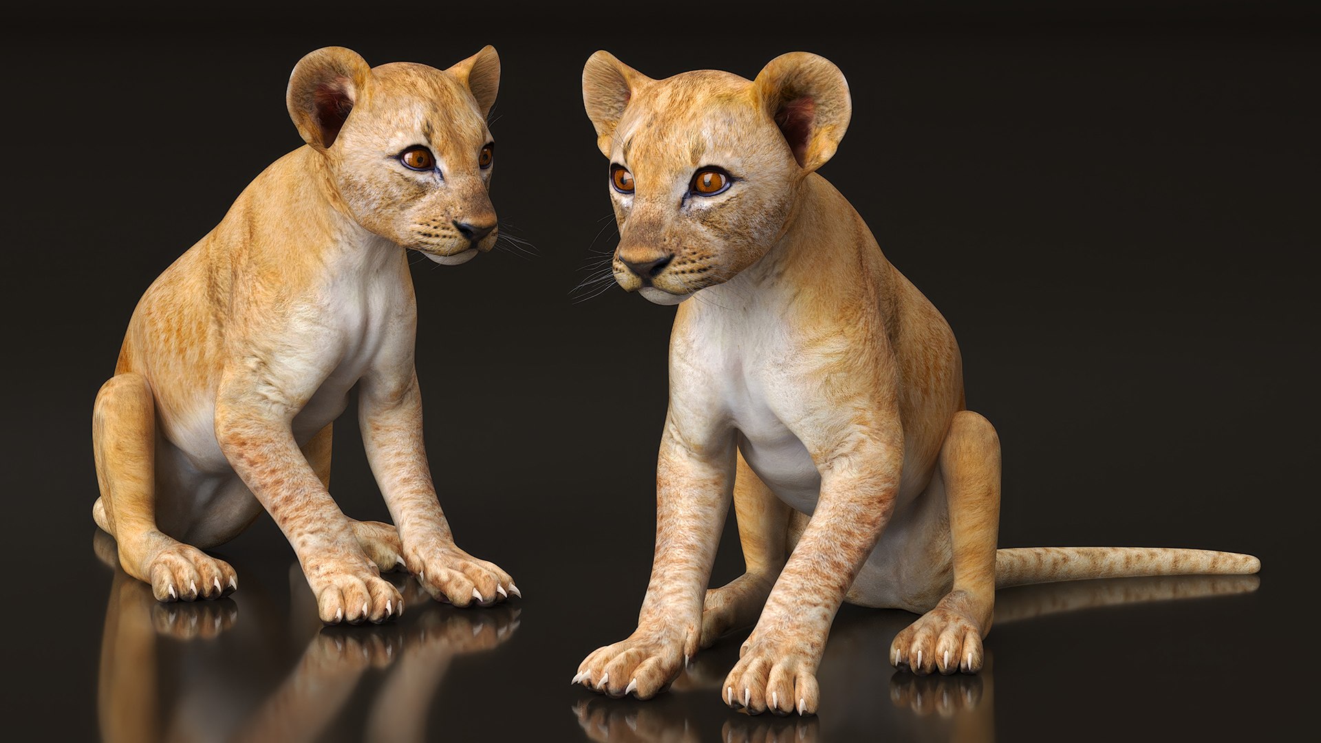 3D Lion Cub Sitting Model - TurboSquid 2335584