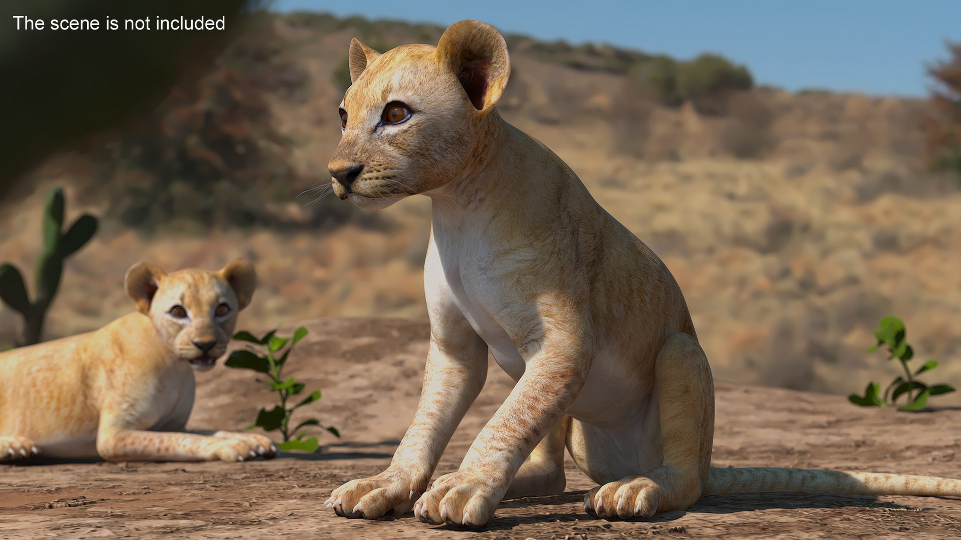 3D Lion Cub Sitting Model - TurboSquid 2335584