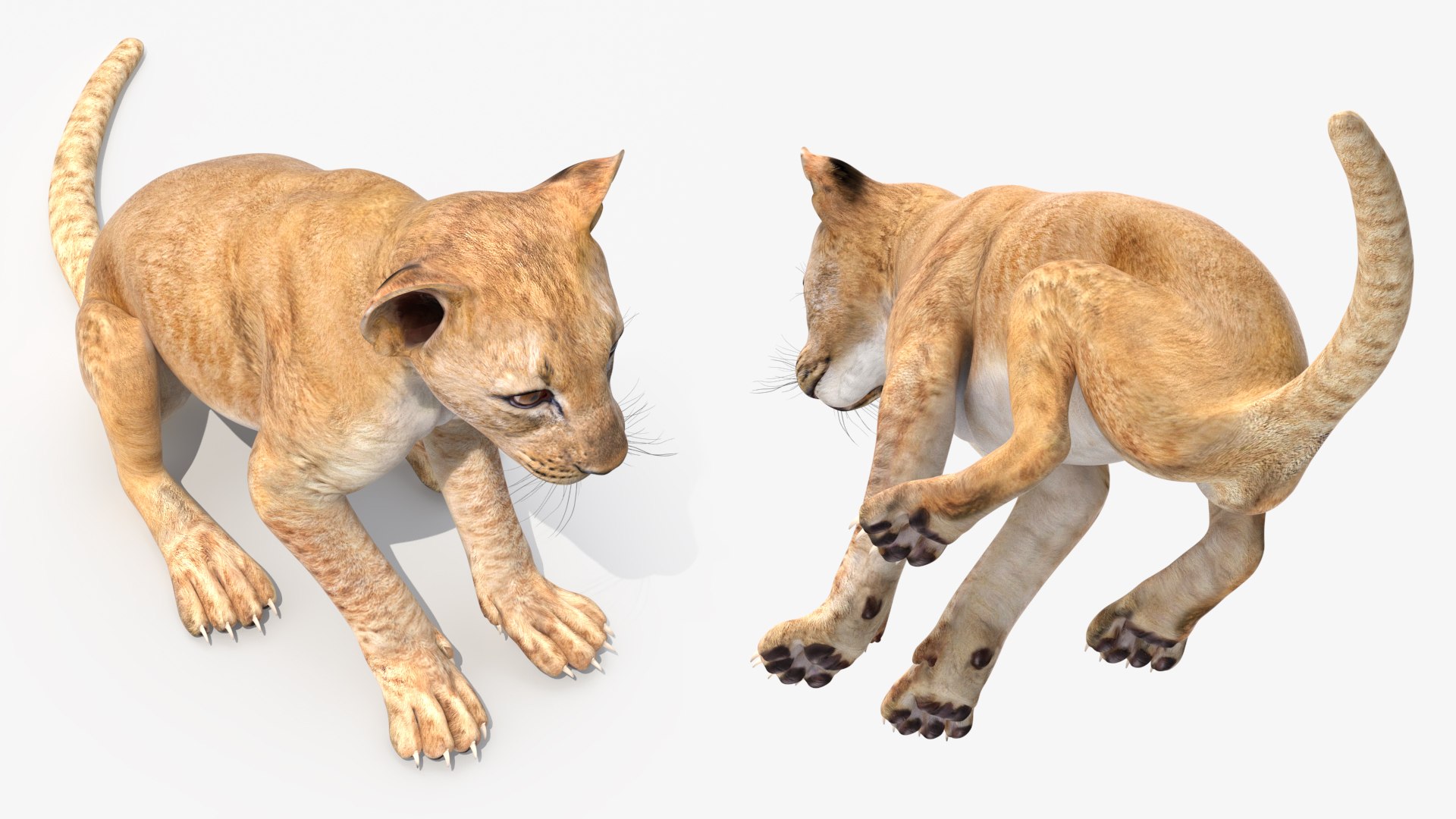 3D Lion Cub Sitting Model - TurboSquid 2335584