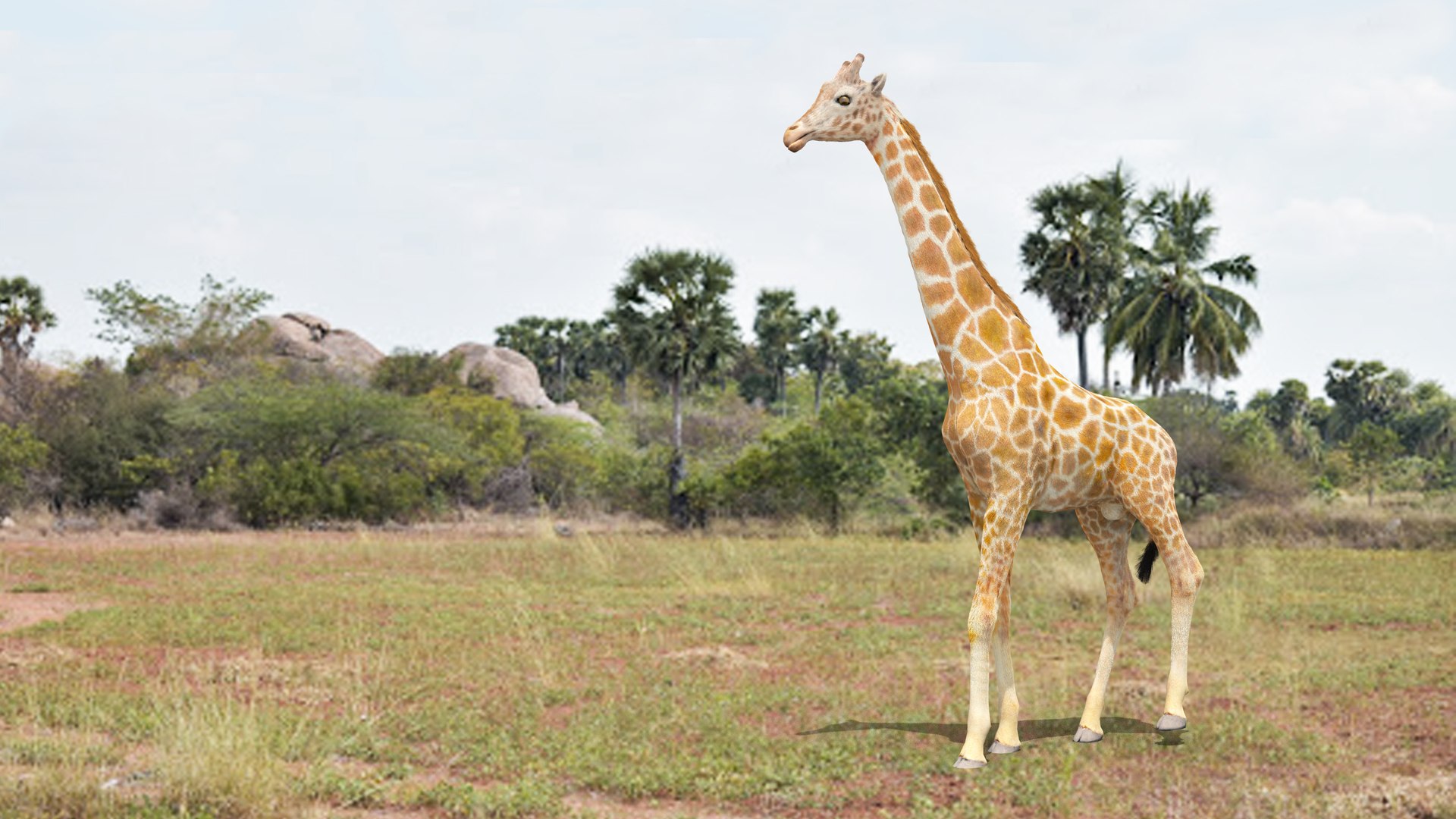 Realistic Giraffe With Fur Rigged And Animated With Xgen Fur 3D ...