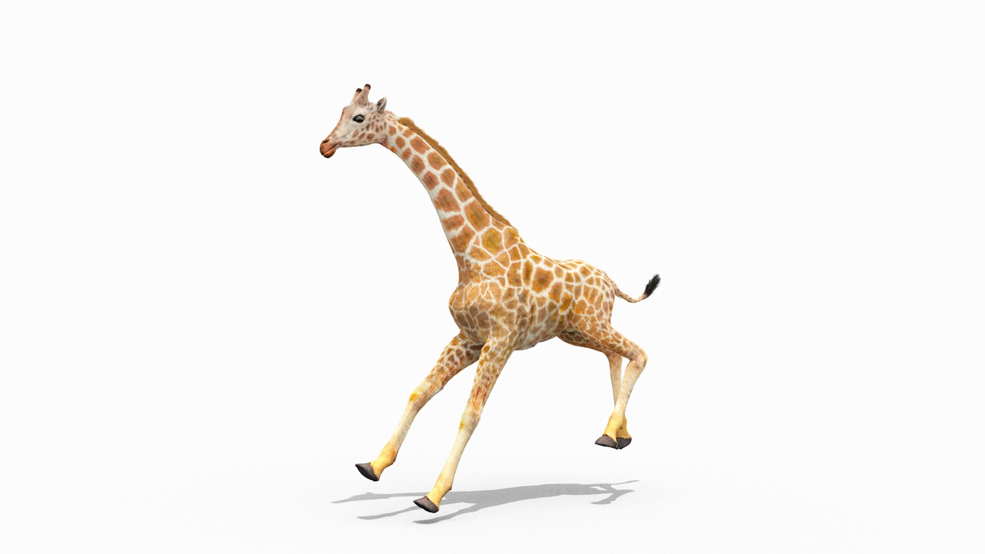 Realistic Giraffe With Fur Rigged And Animated With Xgen Fur 3D ...