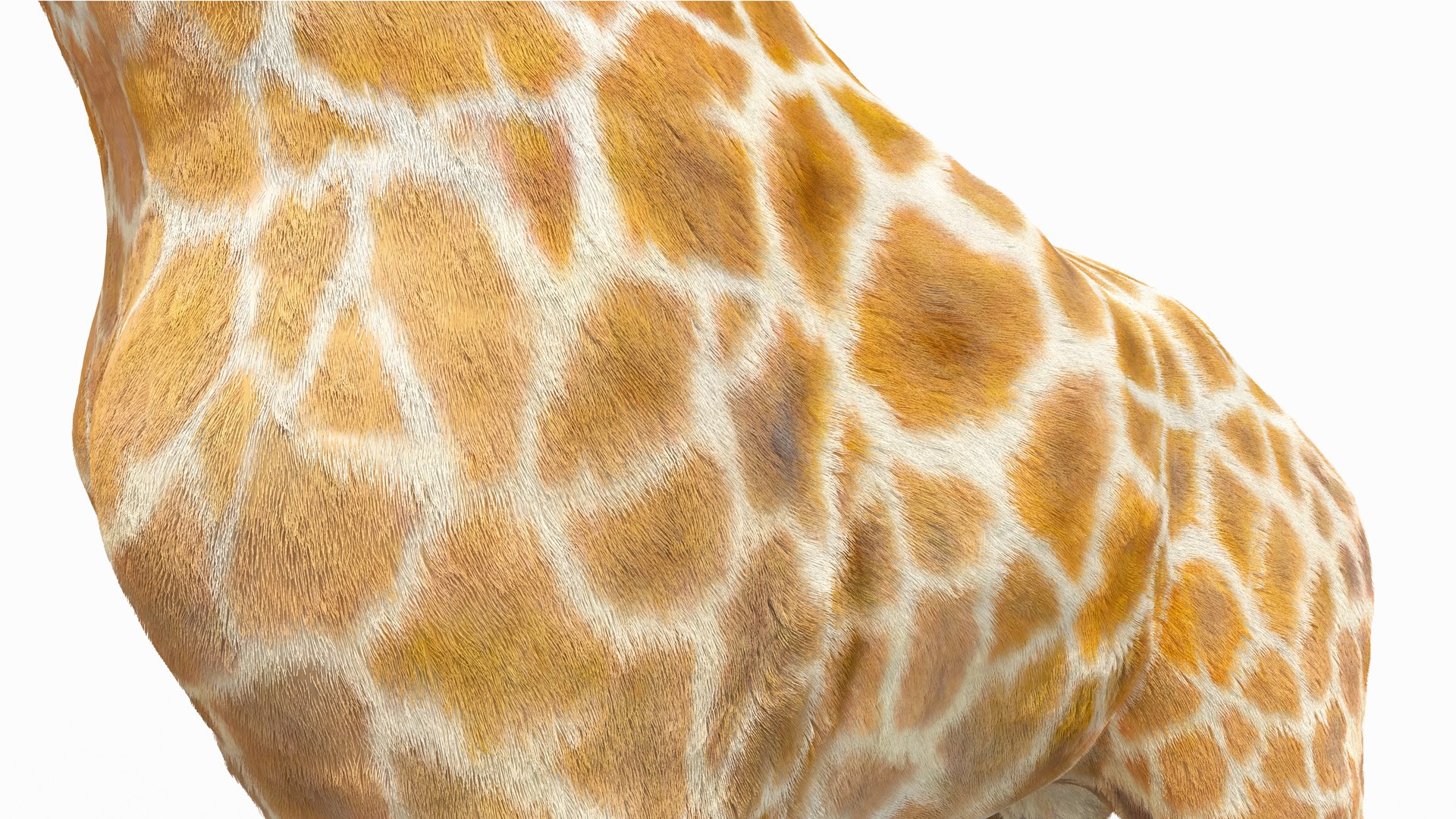 Realistic Giraffe With Fur Rigged And Animated With Xgen Fur 3D ...