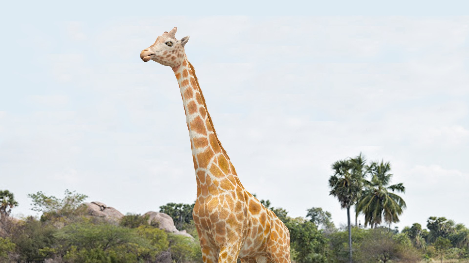 Realistic Giraffe With Fur Rigged And Animated With Xgen Fur 3D ...