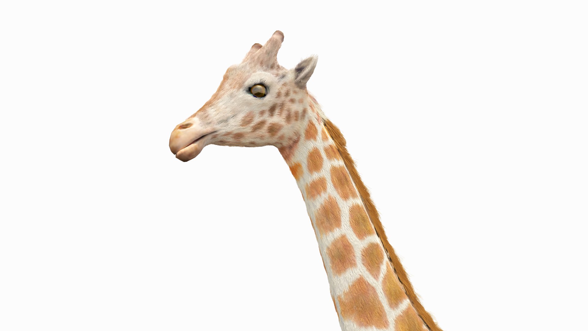 Realistic Giraffe With Fur Rigged And Animated With Xgen Fur 3D ...