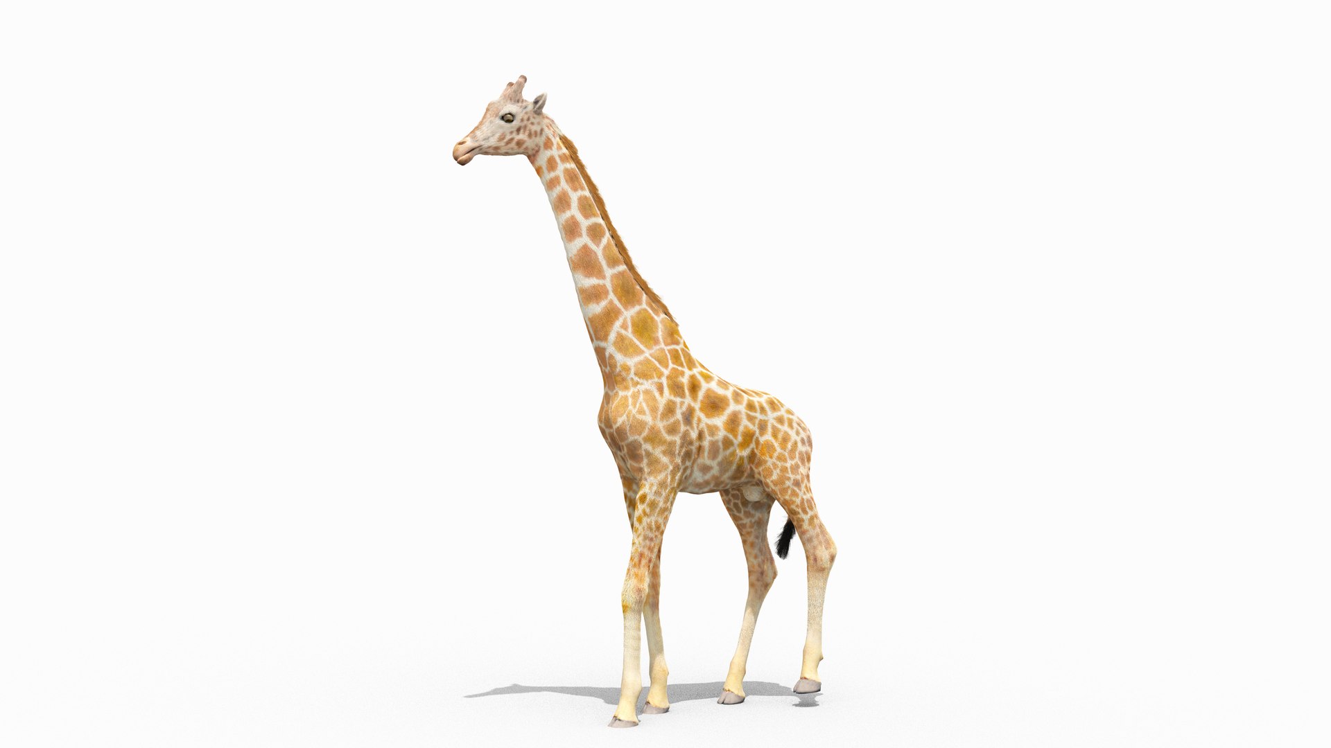Realistic Giraffe With Fur Rigged And Animated With Xgen Fur 3D ...