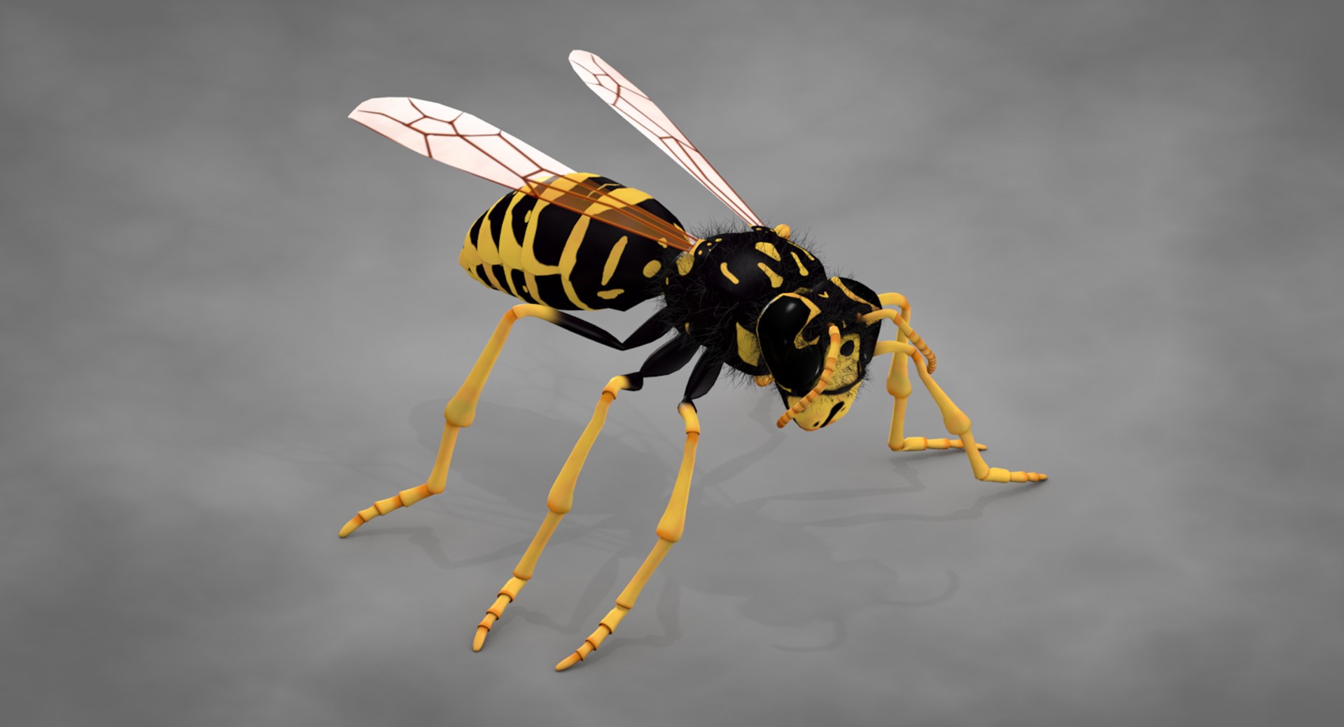 Realistic Wasp - 3d Model